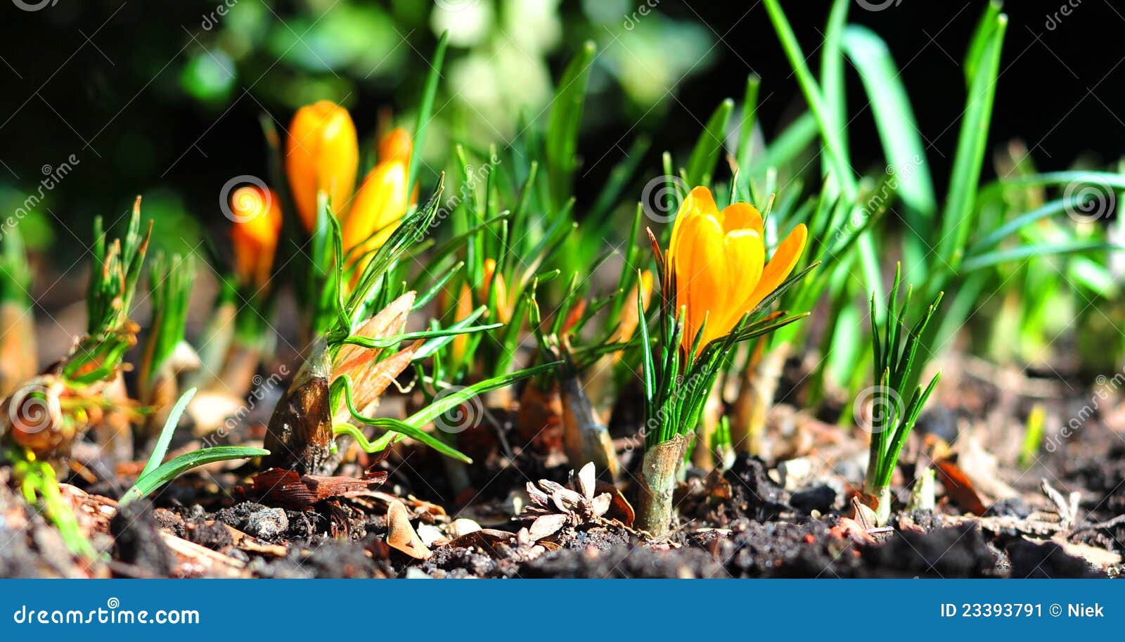 Crocuses stock image. Image of floral, color, flower - 23393791