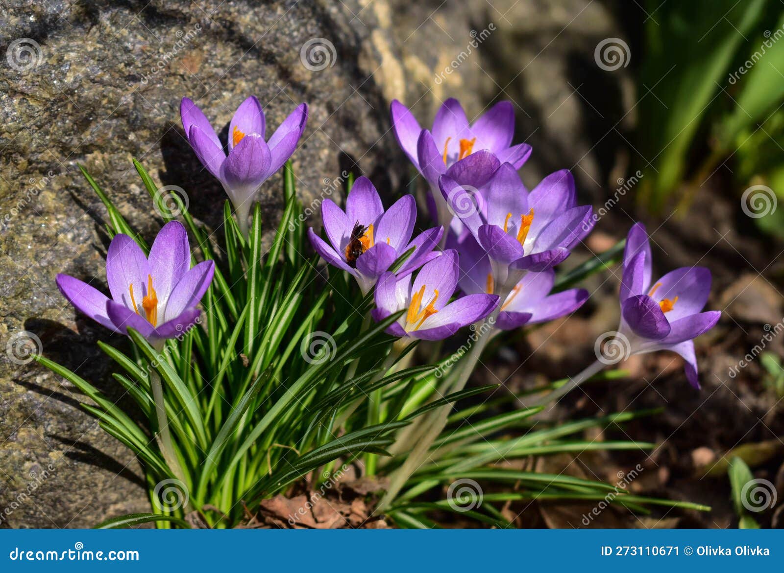 Crocuses Bloom in a Flower Bed. Close-up. Stock Image - Image of flower ...