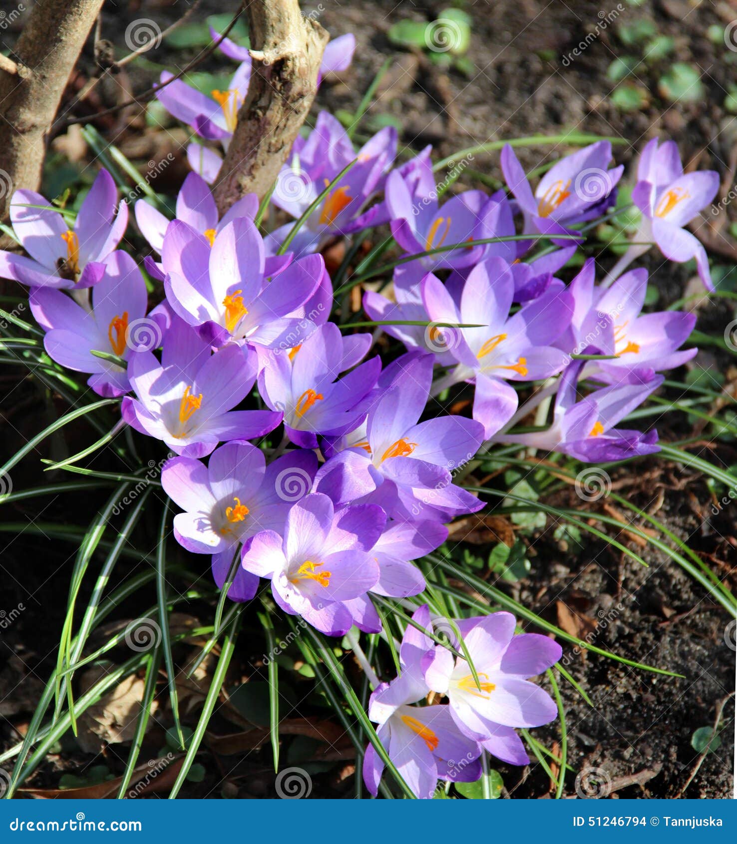 Crocuses in Bloom in the Spring Garden Stock Photo - Image of leafs ...