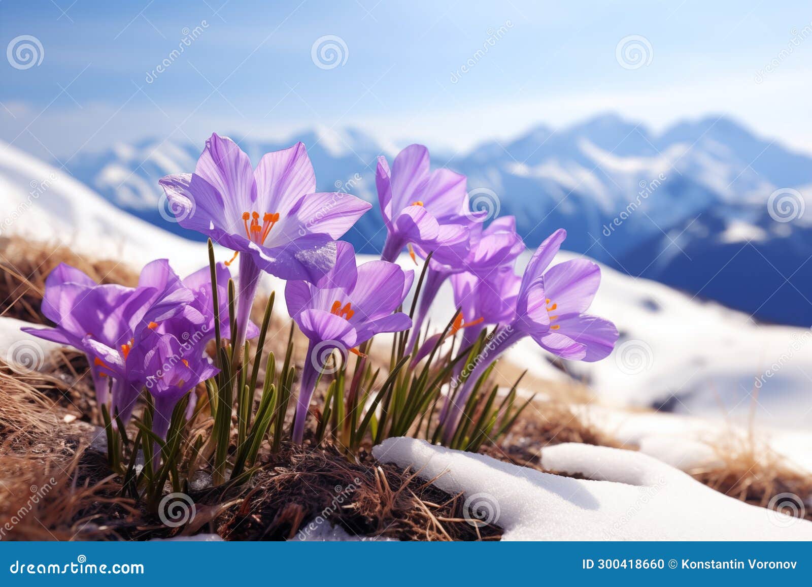 Crocuses Blooming Amongst Melting Snow with Mountain Backdrop. Stock ...