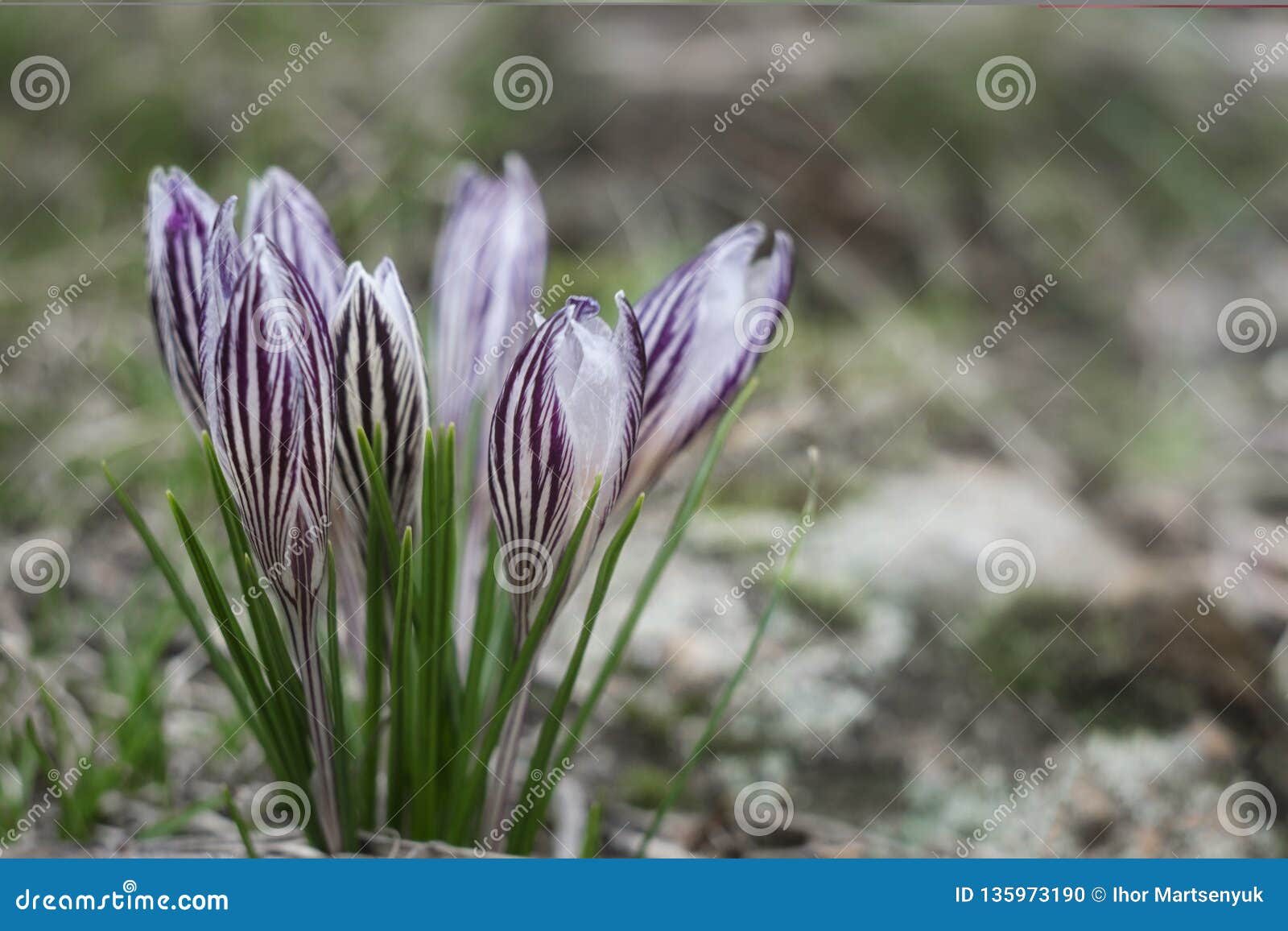 Crocuses are Blooming in a Meadow in the Spring Stock Photo - Image of ...