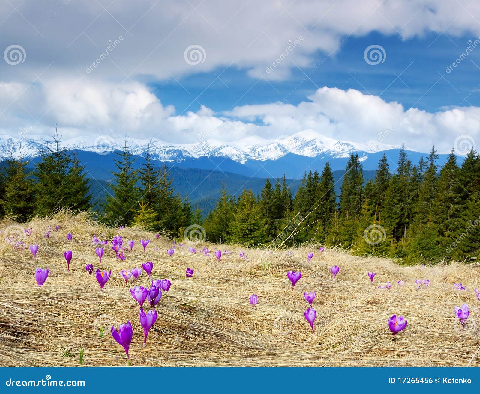 Crocuses Blossoming in Mountains Stock Photo - Image of pacification ...