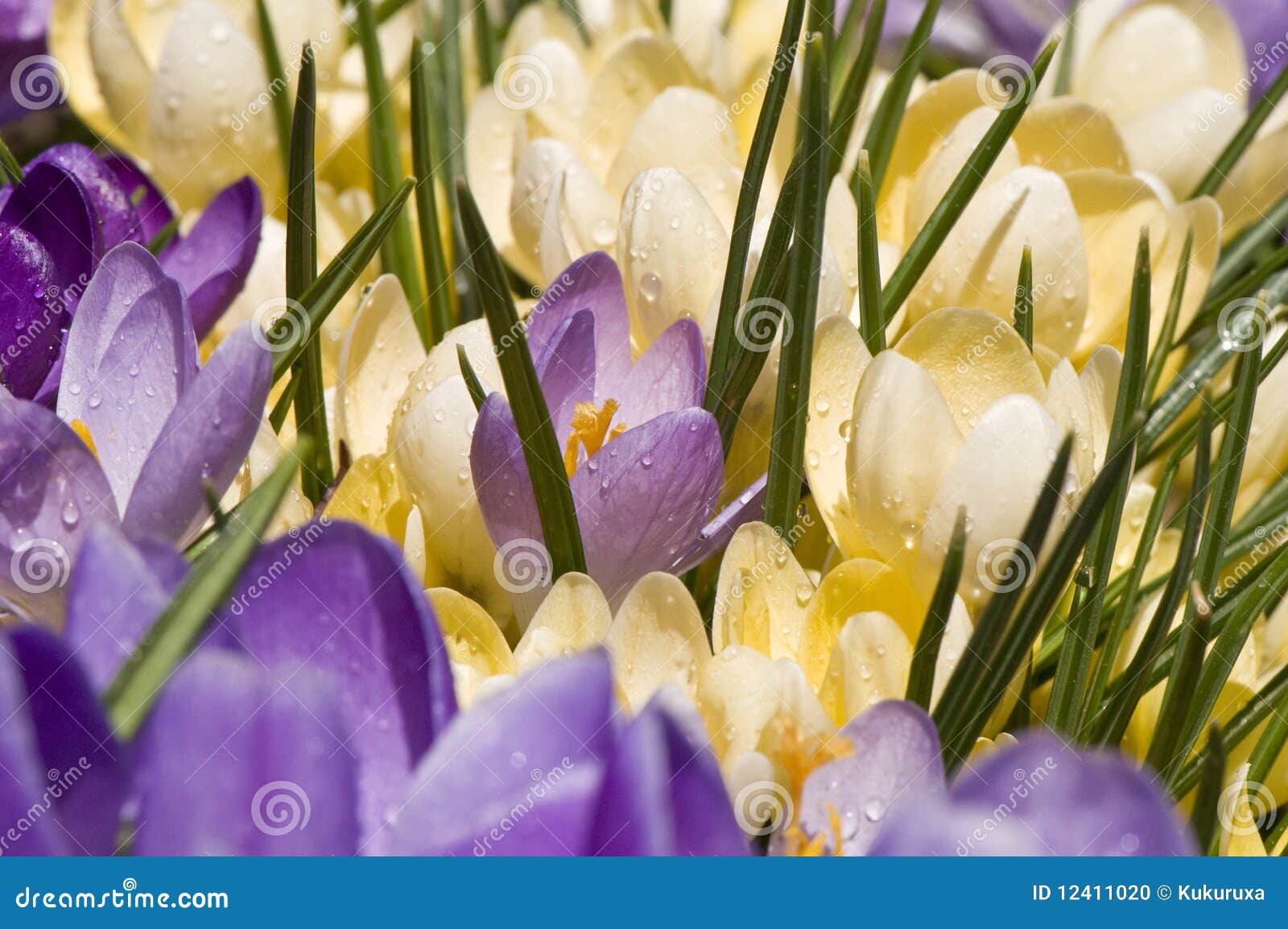 Crocuses close up stock photo. Image of beautiful, beauty - 12411020