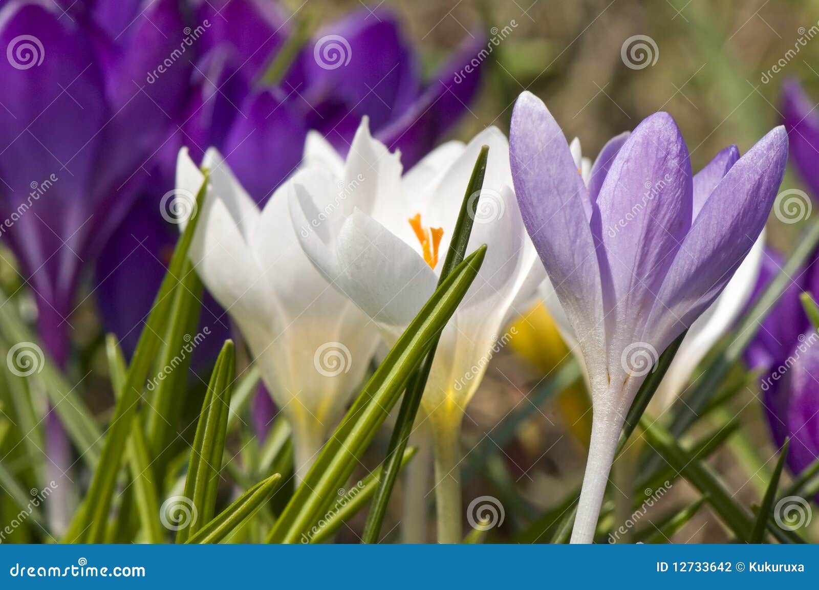 Crocuses close up stock photo. Image of beauty, crocus - 12733642