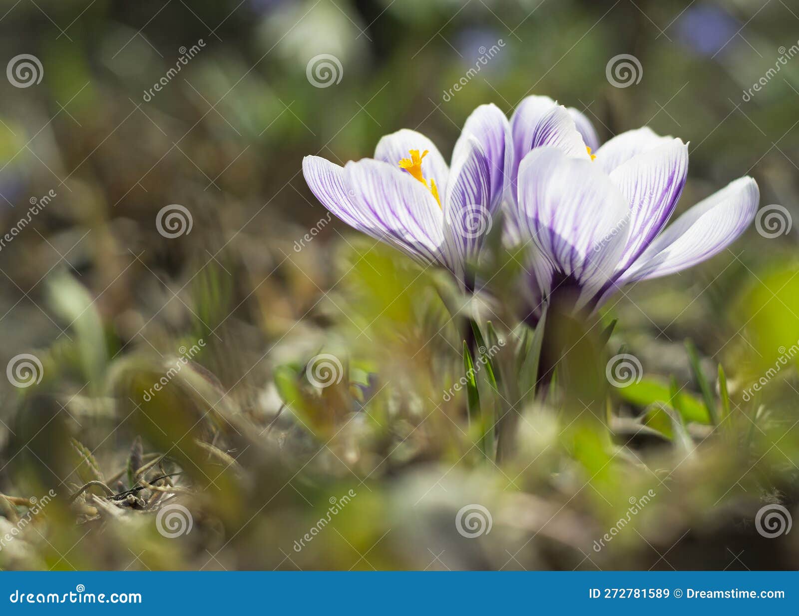 Crocuses. Close-up stock image. Image of field, crocus - 272781589