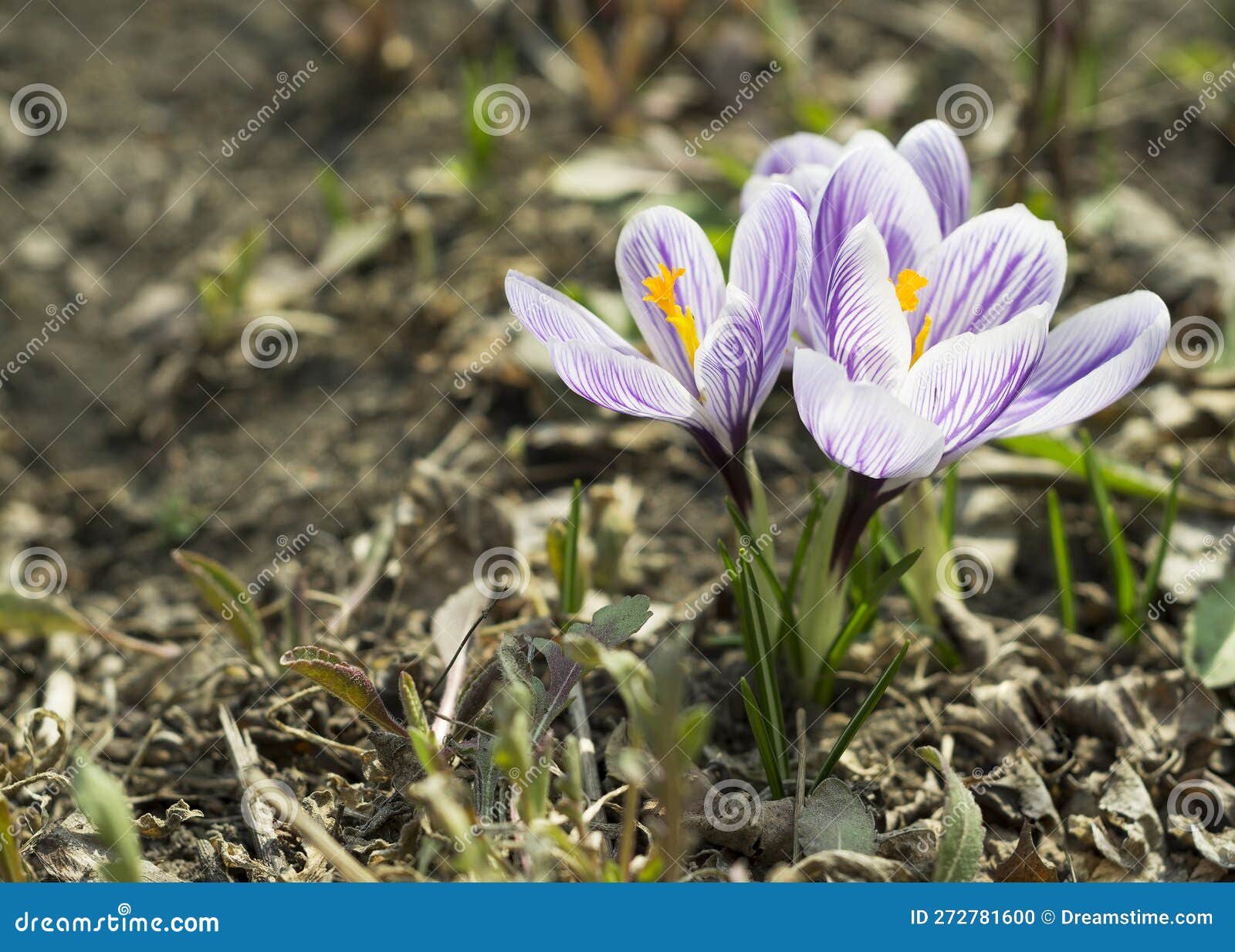 Crocuses. Close-up stock photo. Image of garden, closeup - 272781600