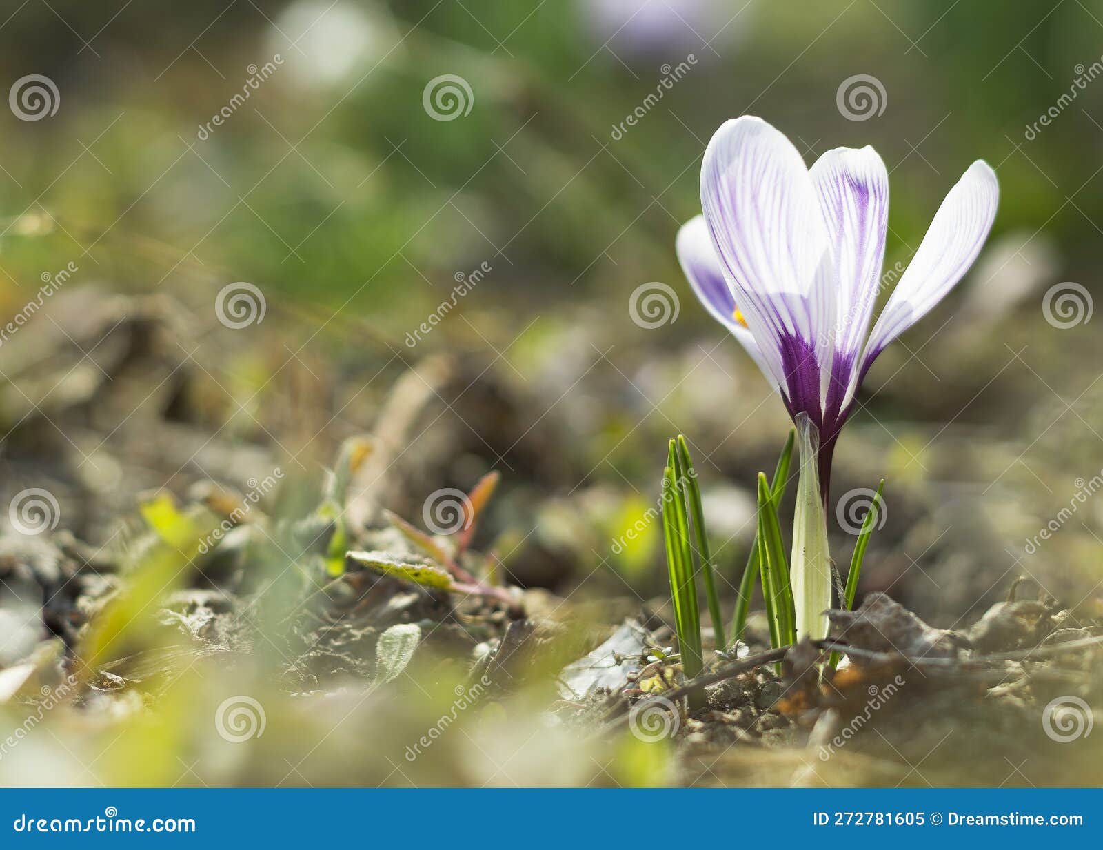 Crocuses. Close-up stock image. Image of blooming, bloom - 272781605