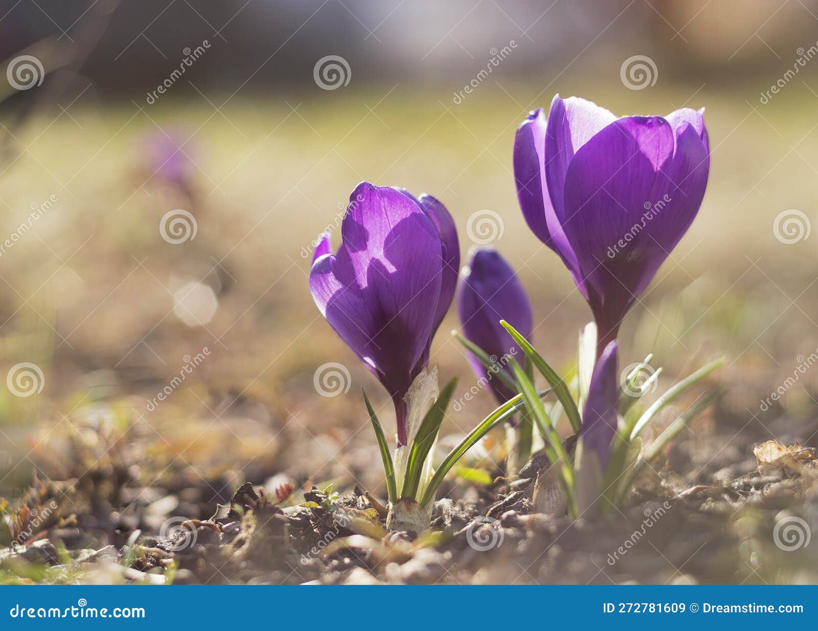 Crocuses. Close-up stock image. Image of early, meadow - 272781609
