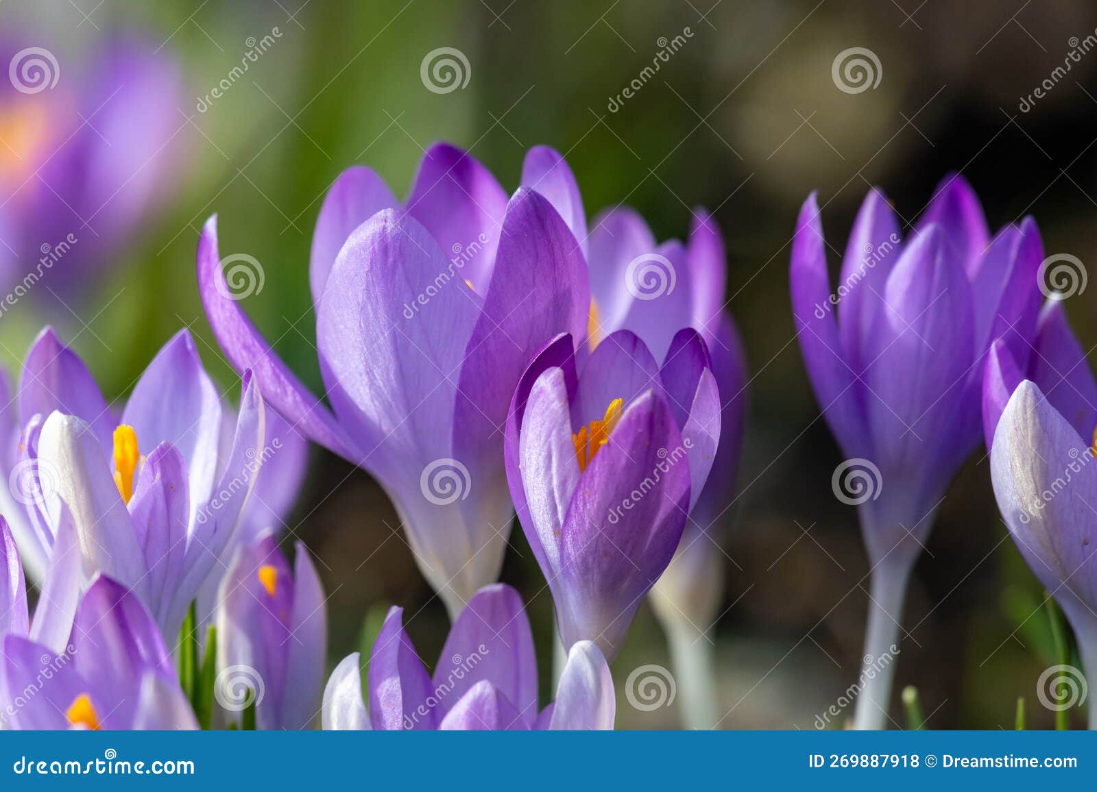 Crocuses stock photo. Image of seasonal, flowers, beautiful - 269887918