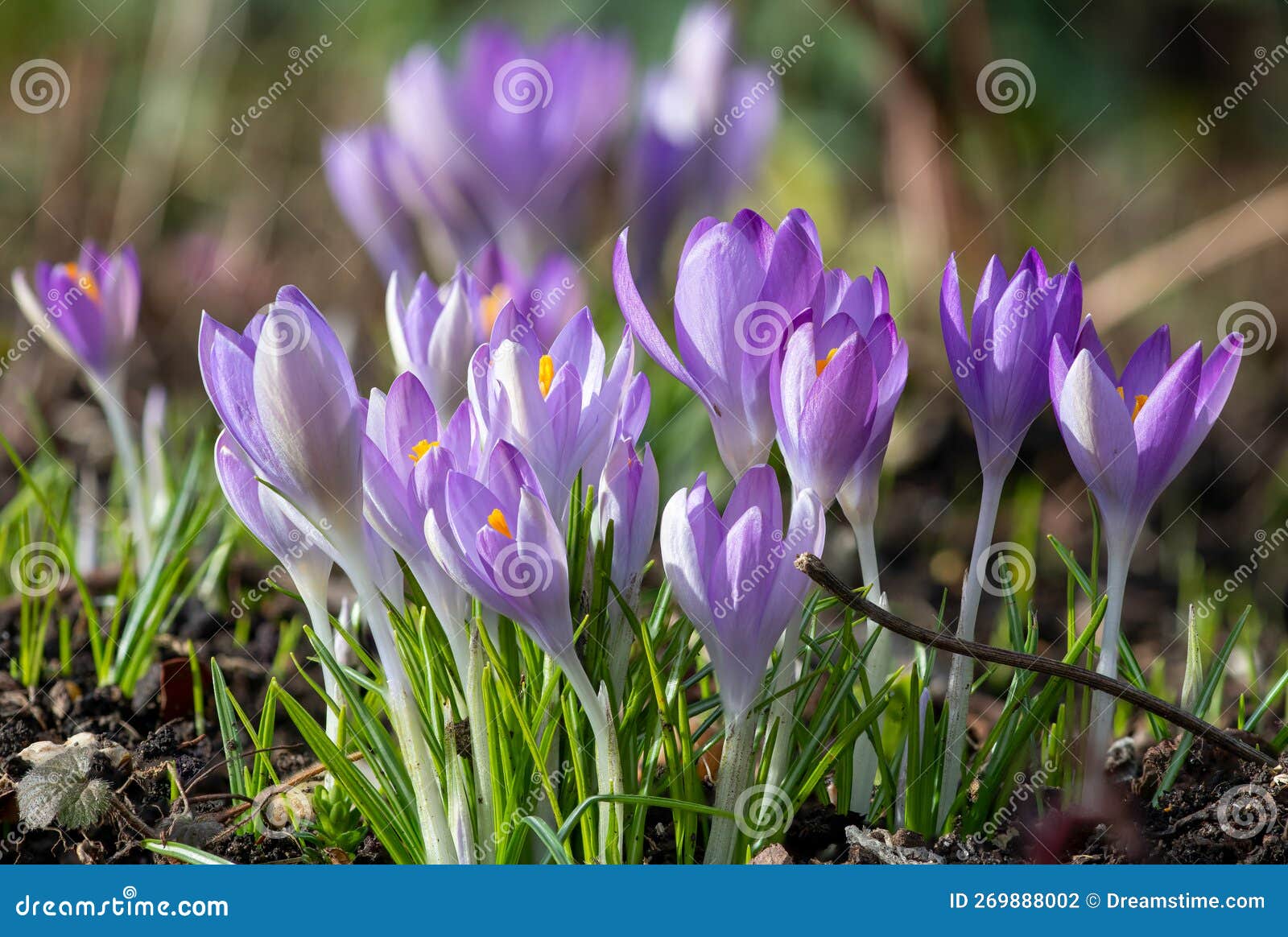 Crocuses stock photo. Image of crocus, time, flower - 269888002