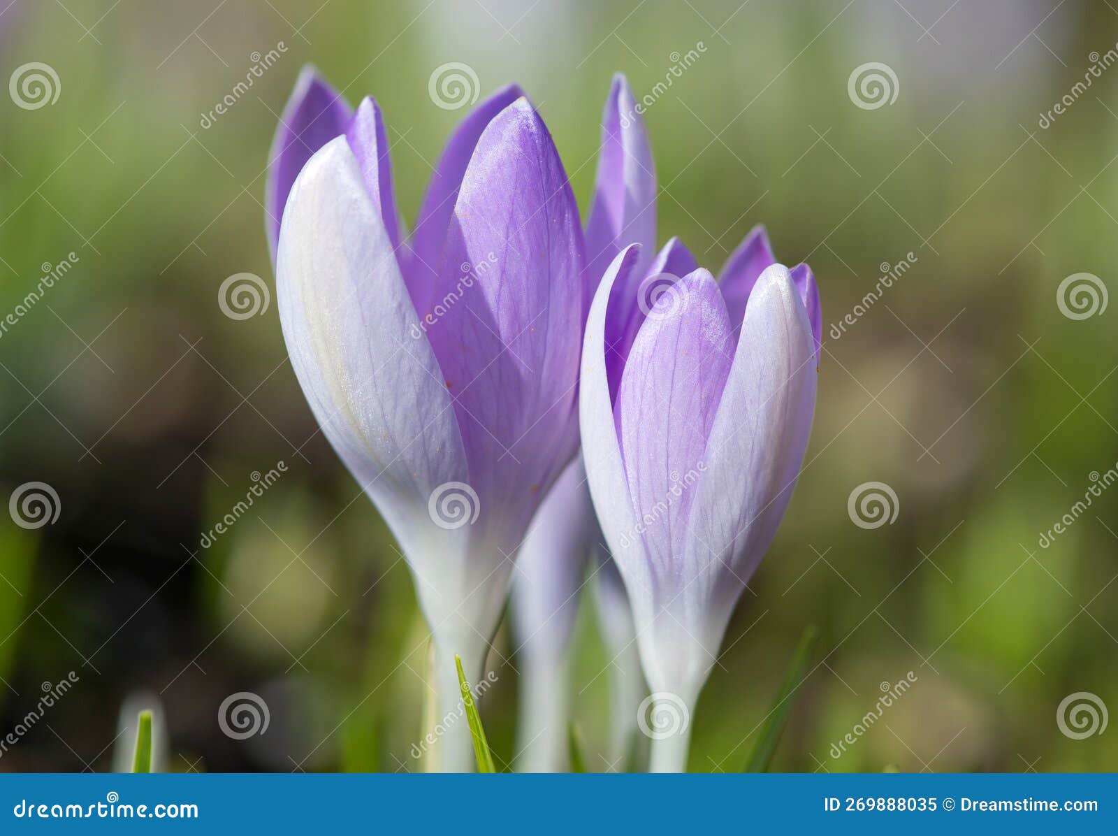 Crocuses stock image. Image of crocus, crocuses, spring - 269888035