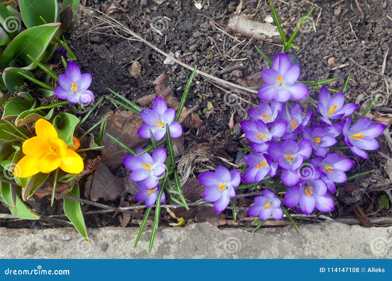 Crocuses are the Early Spring Flowers on Sunny Day Stock Photo - Image ...