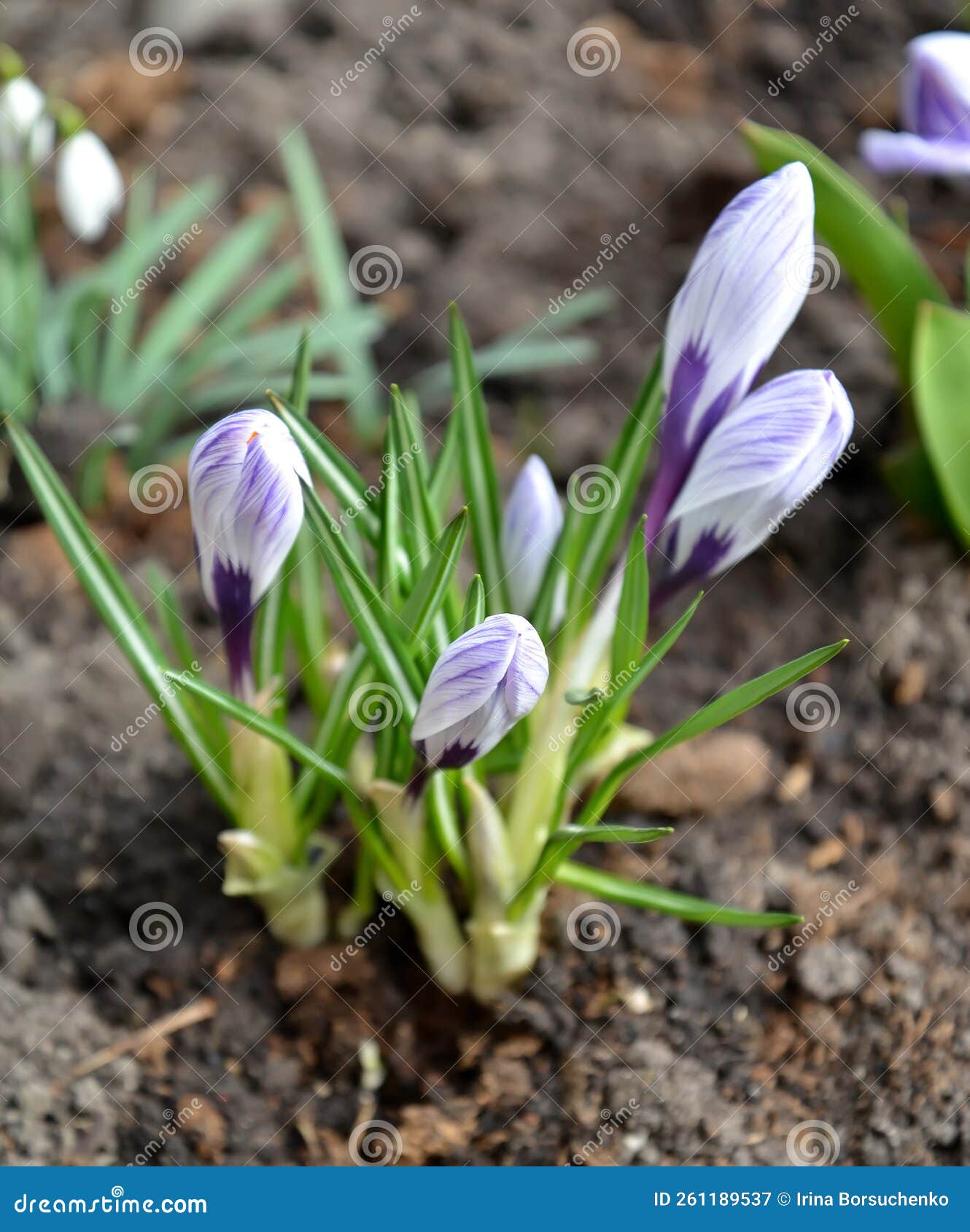 Crocuses En Flor Cultivar Pickwick Crocus L Imagen de archivo - Imagen ...