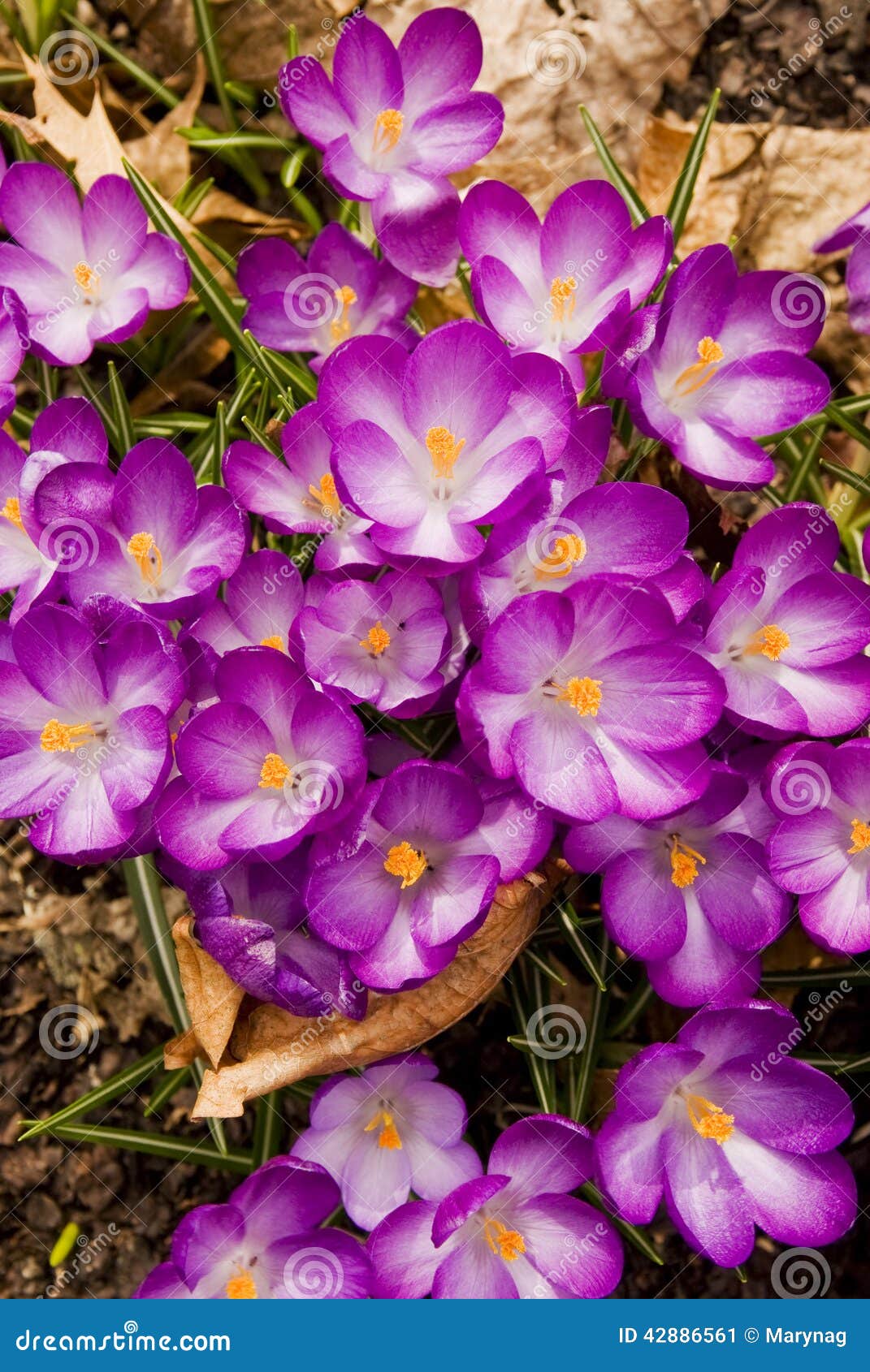 Crocuses stock image. Image of macro, outdoors, ornamental - 42886561