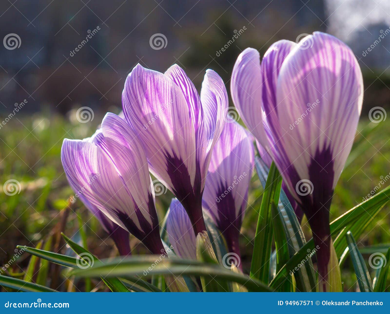 Crocuses Family Under the Bright Sun in Spring Time. Stock Image ...