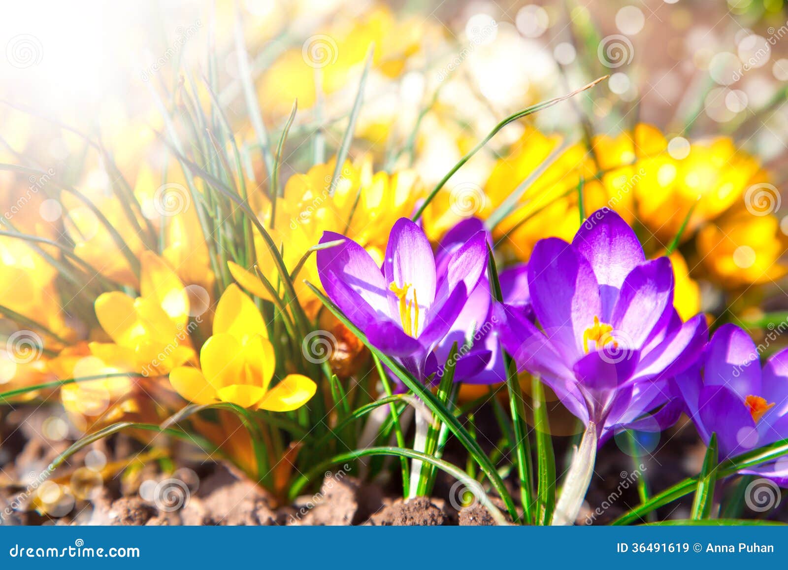 Crocuses field stock image. Image of pink, garden, mauve - 36491619