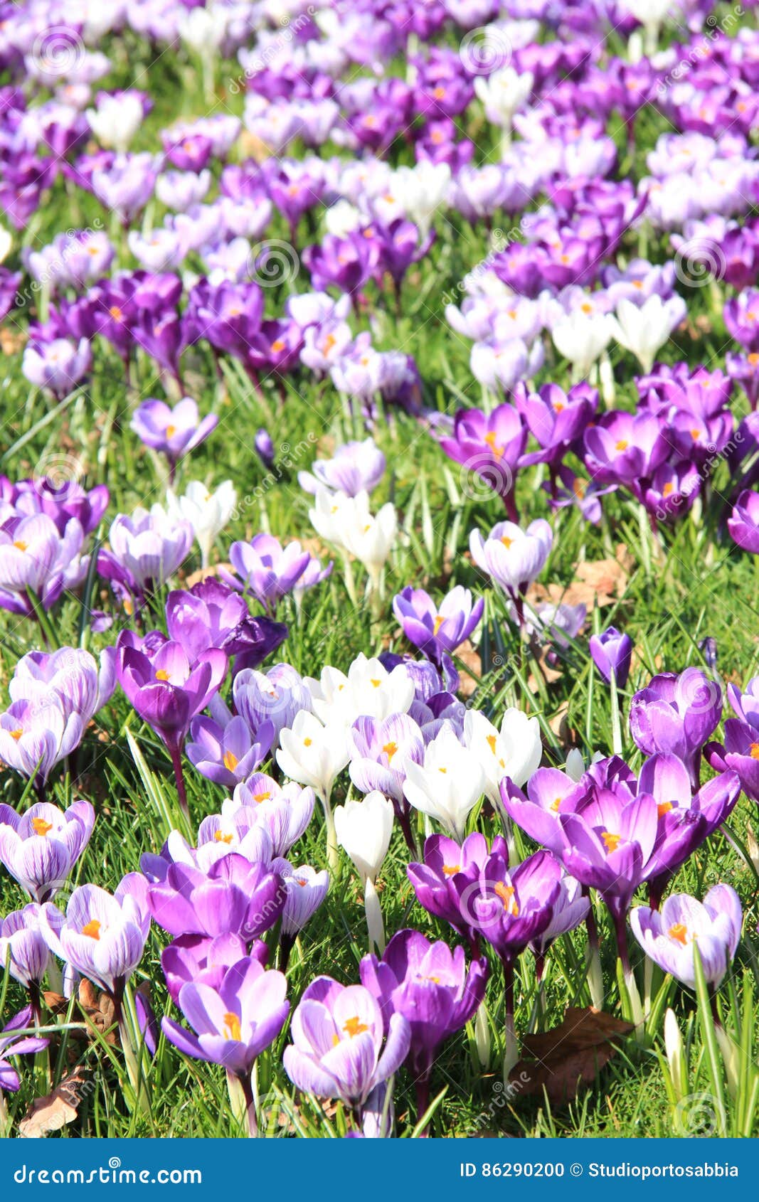 Crocuses on a field stock photo. Image of violet, yellow - 86290200