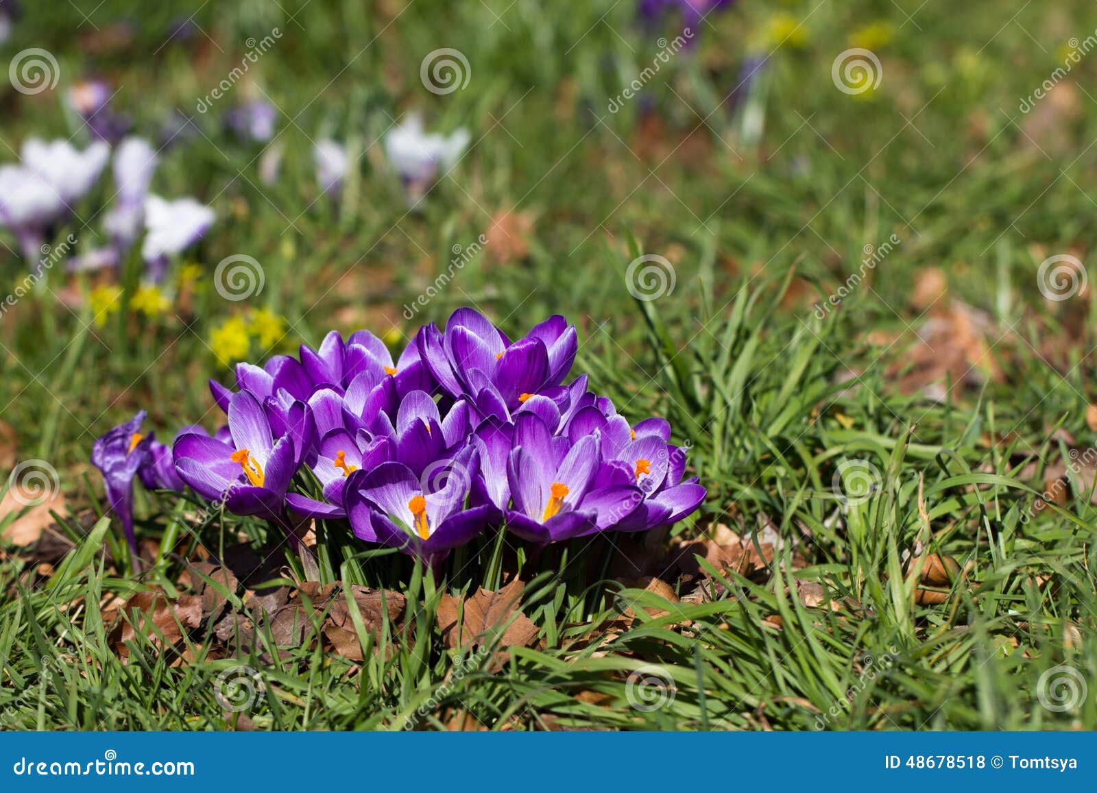 Crocuses - First Spring Flowers Stock Photo - Image of flowers, grass ...