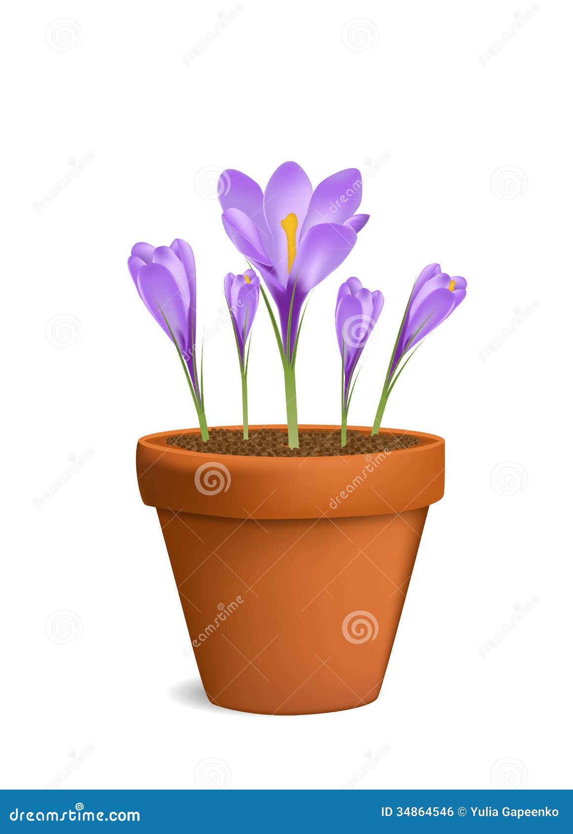 Crocuses in Flowerpot Vector Illustration Stock Vector - Illustration ...