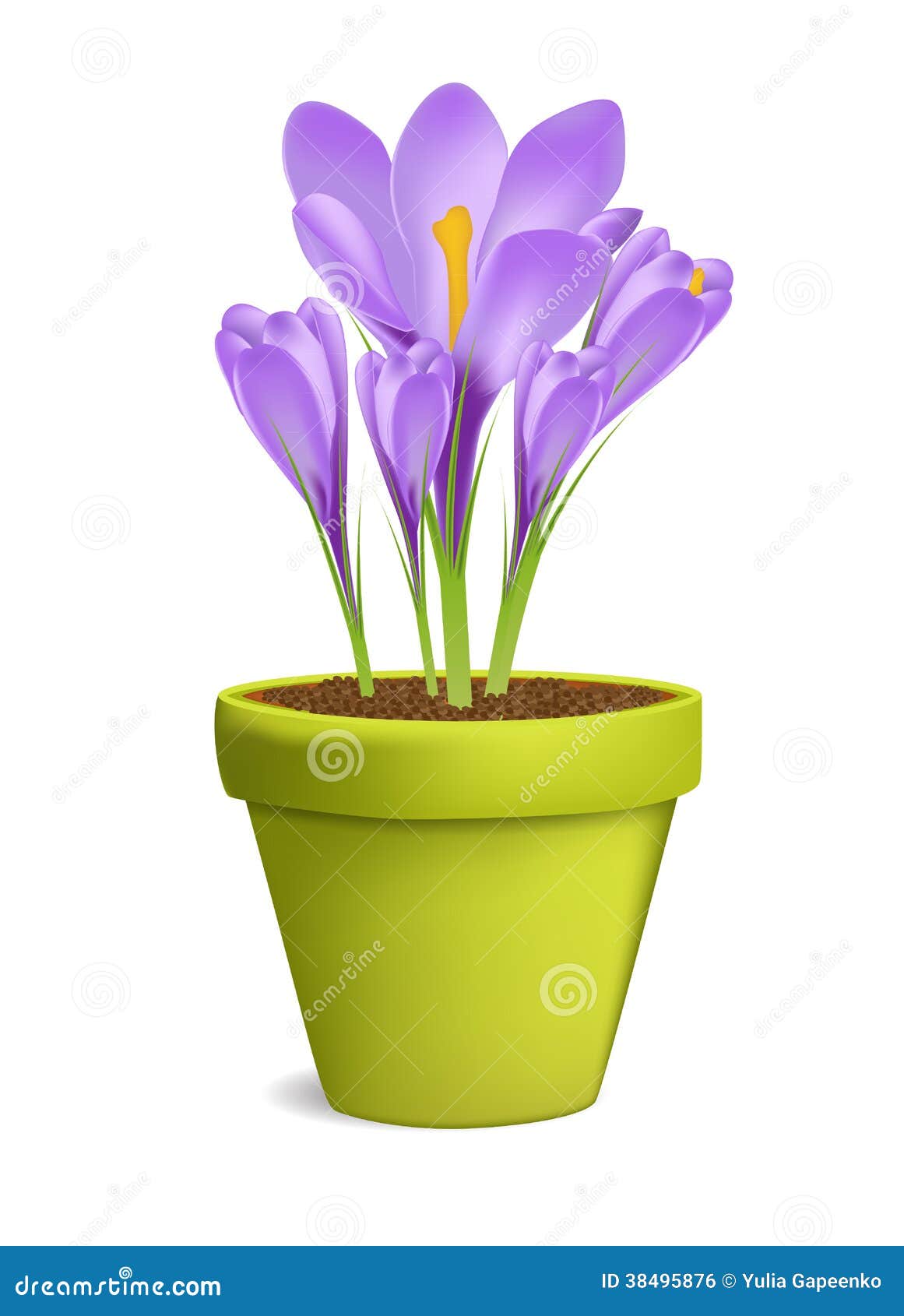 Crocuses in Flowerpot Vector Illustration Isolated Stock Vector ...