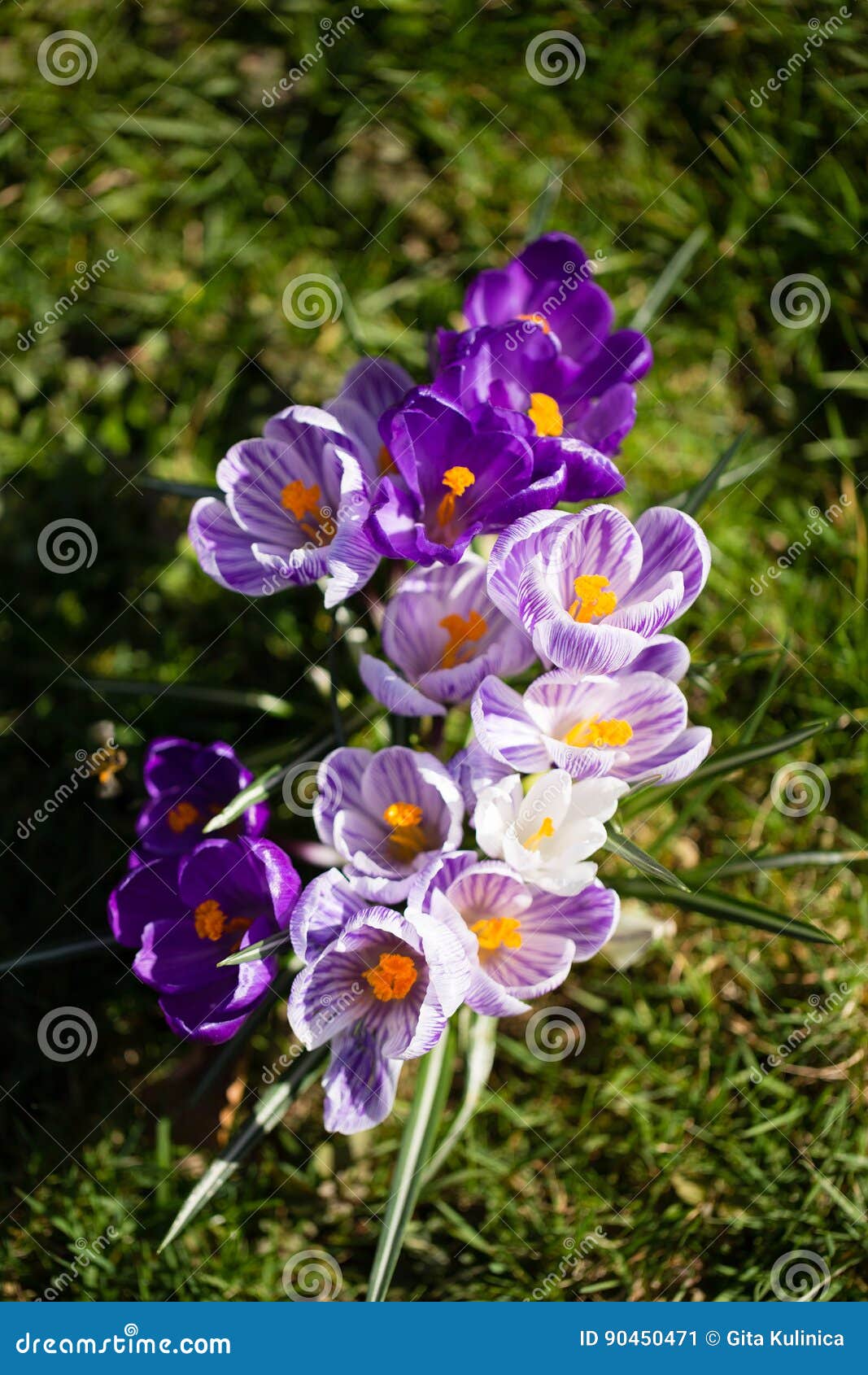 Crocuses Flowers. a Group of Crocuses in the Grass. Stock Image - Image ...