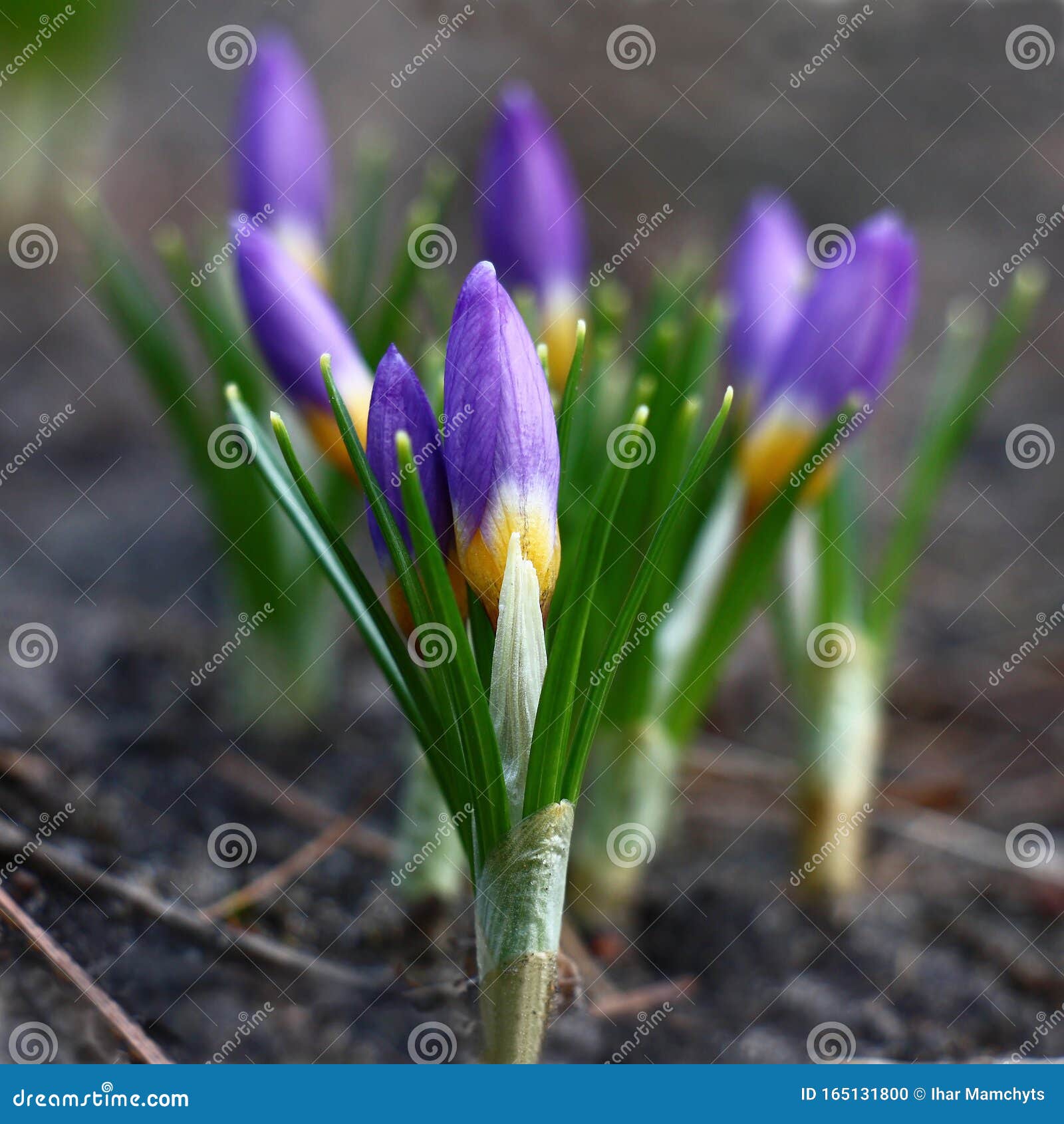 Crocuses in four colors. stock photo. Image of outdoor - 165131800