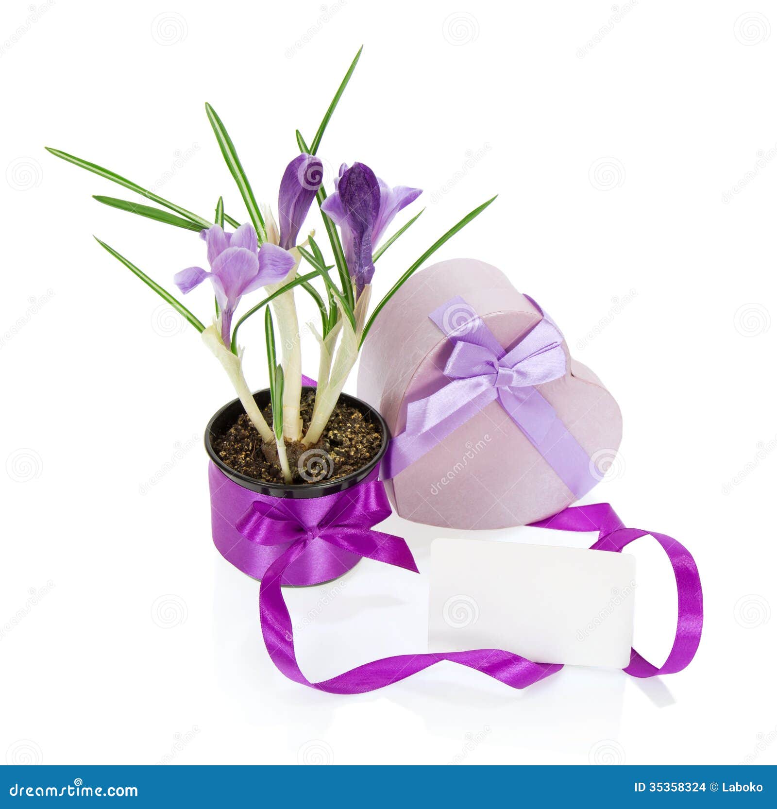 Crocuses, Gift Box and the Card Stock Photo - Image of crocus, decor ...