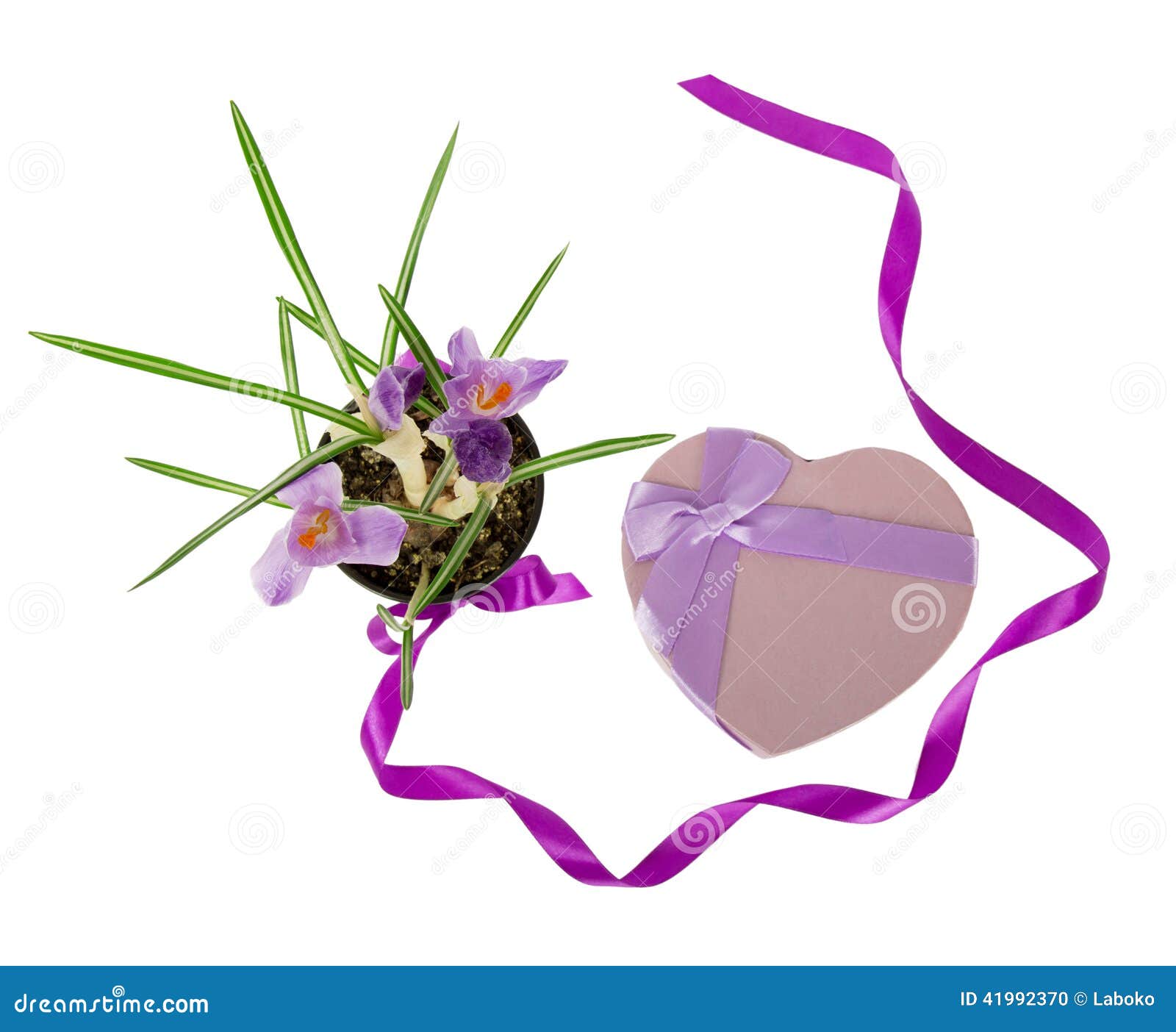 Crocuses and Gift Box in the Form of Heart Stock Photo - Image of ...