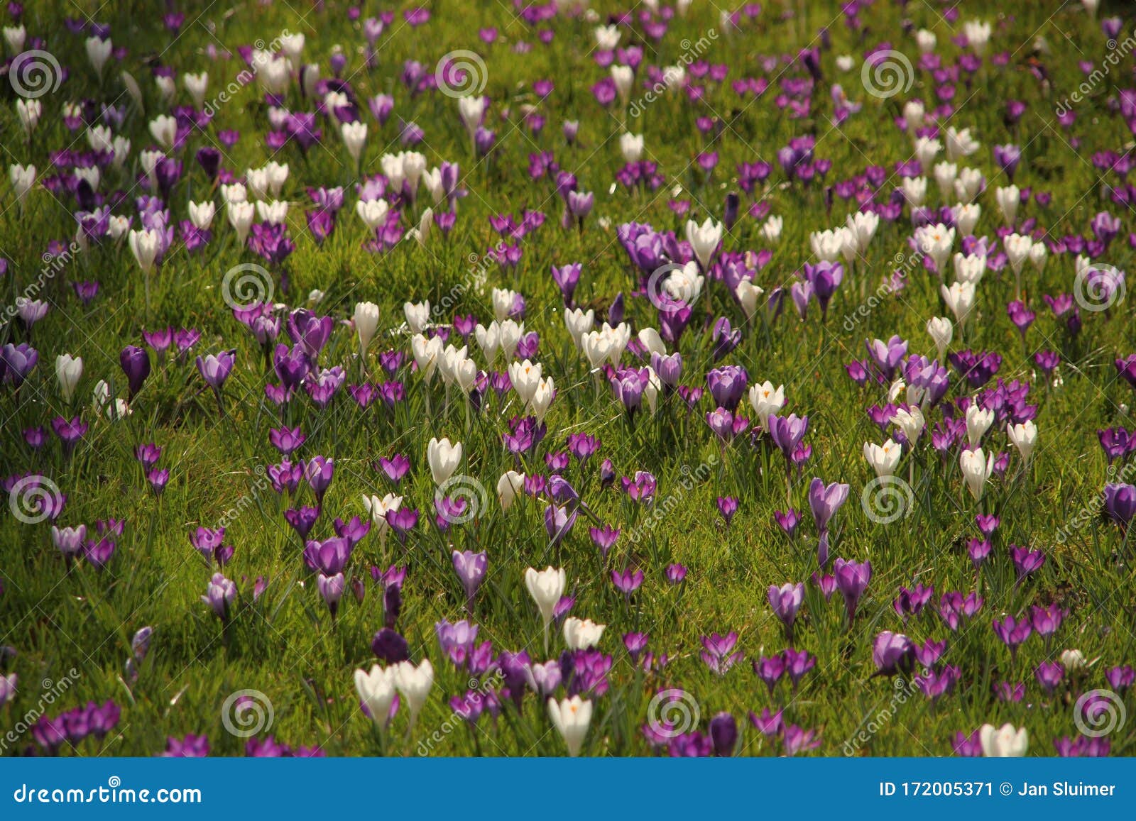 Crocuses in grass. stock image. Image of growing, purple - 172005371