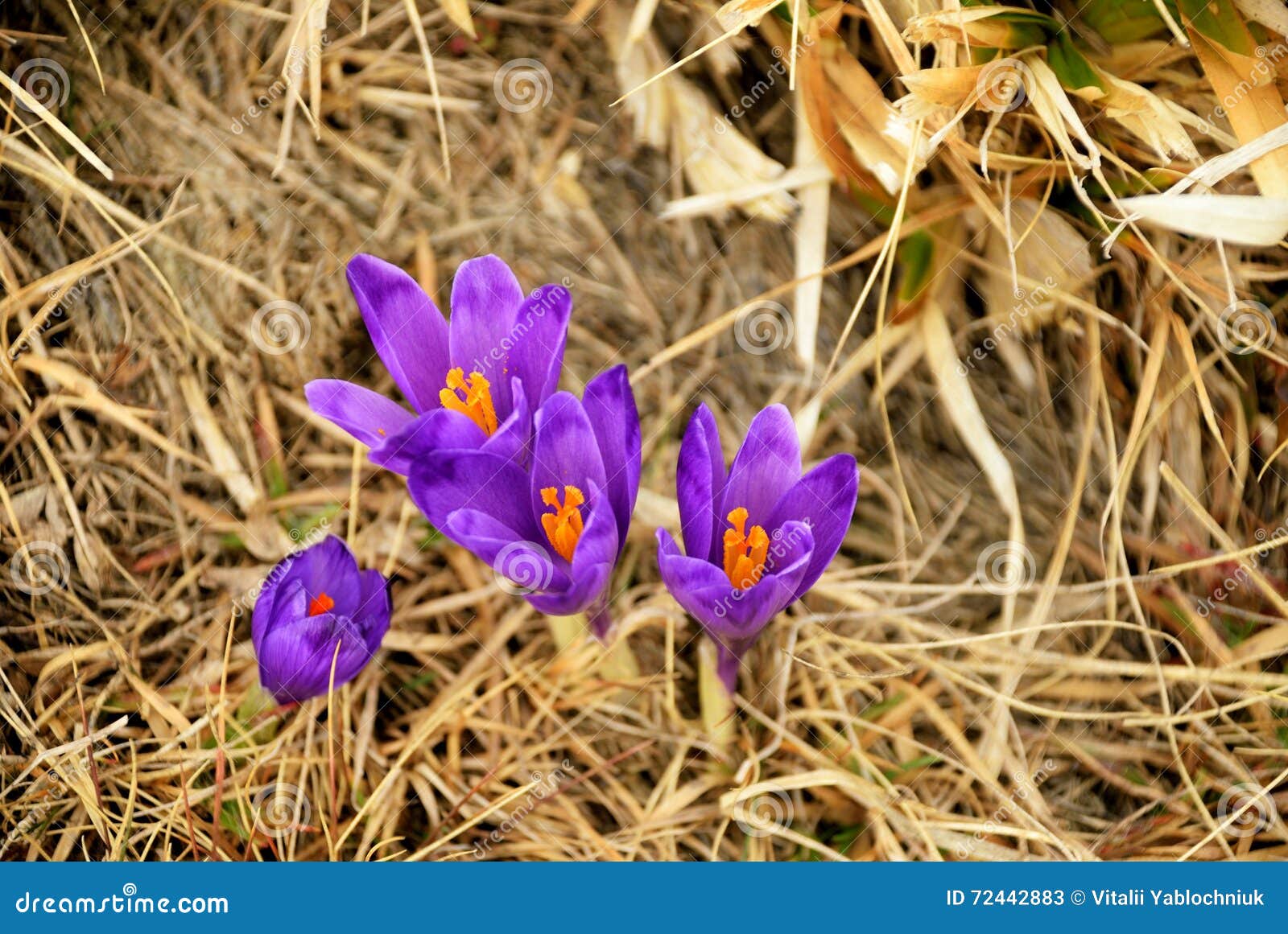 Crocuses in grass stock image. Image of nature, crocuses - 72442883
