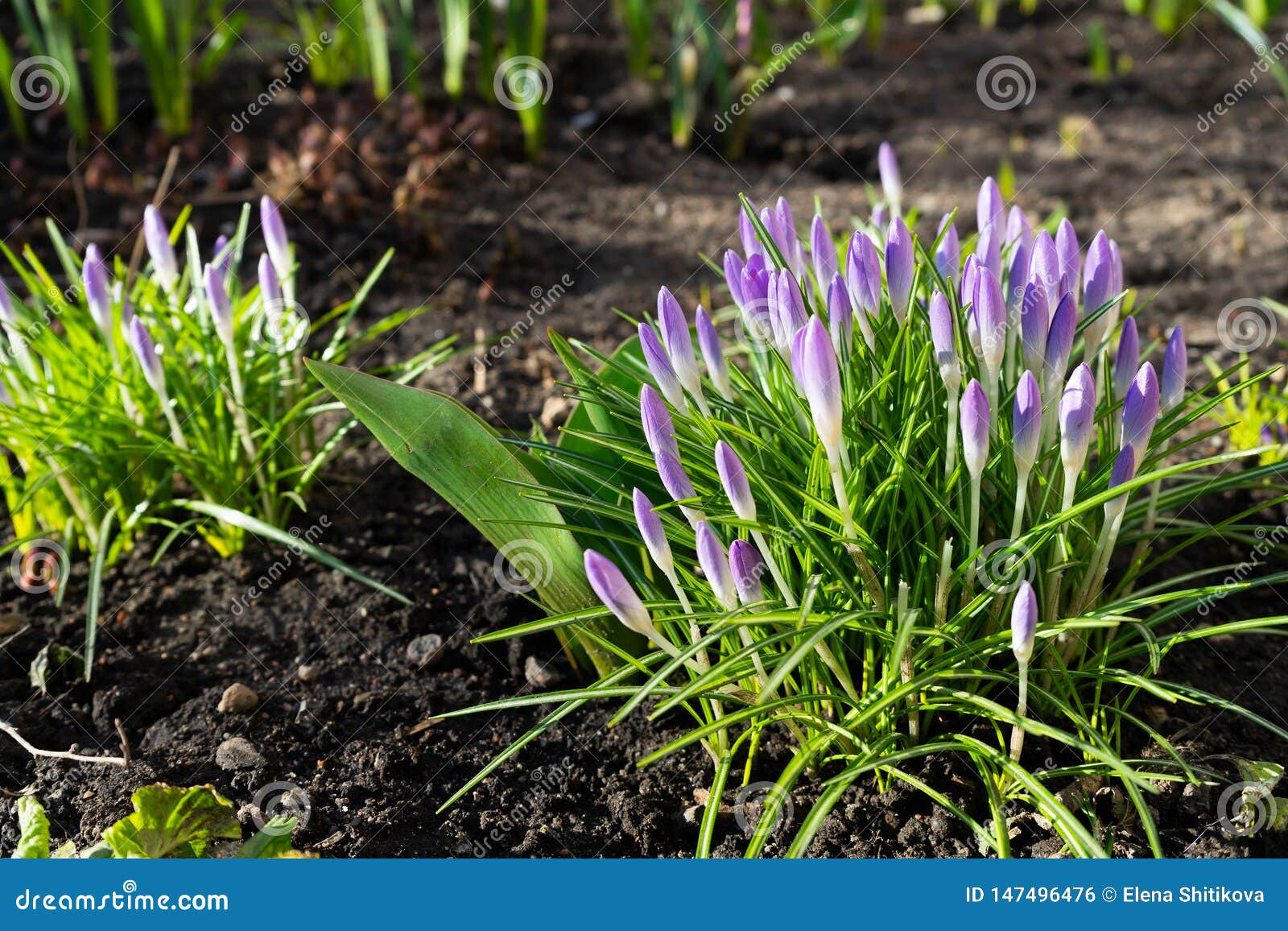 Crocuses with Green Leaves in the Ground. Stock Photo - Image of growth ...