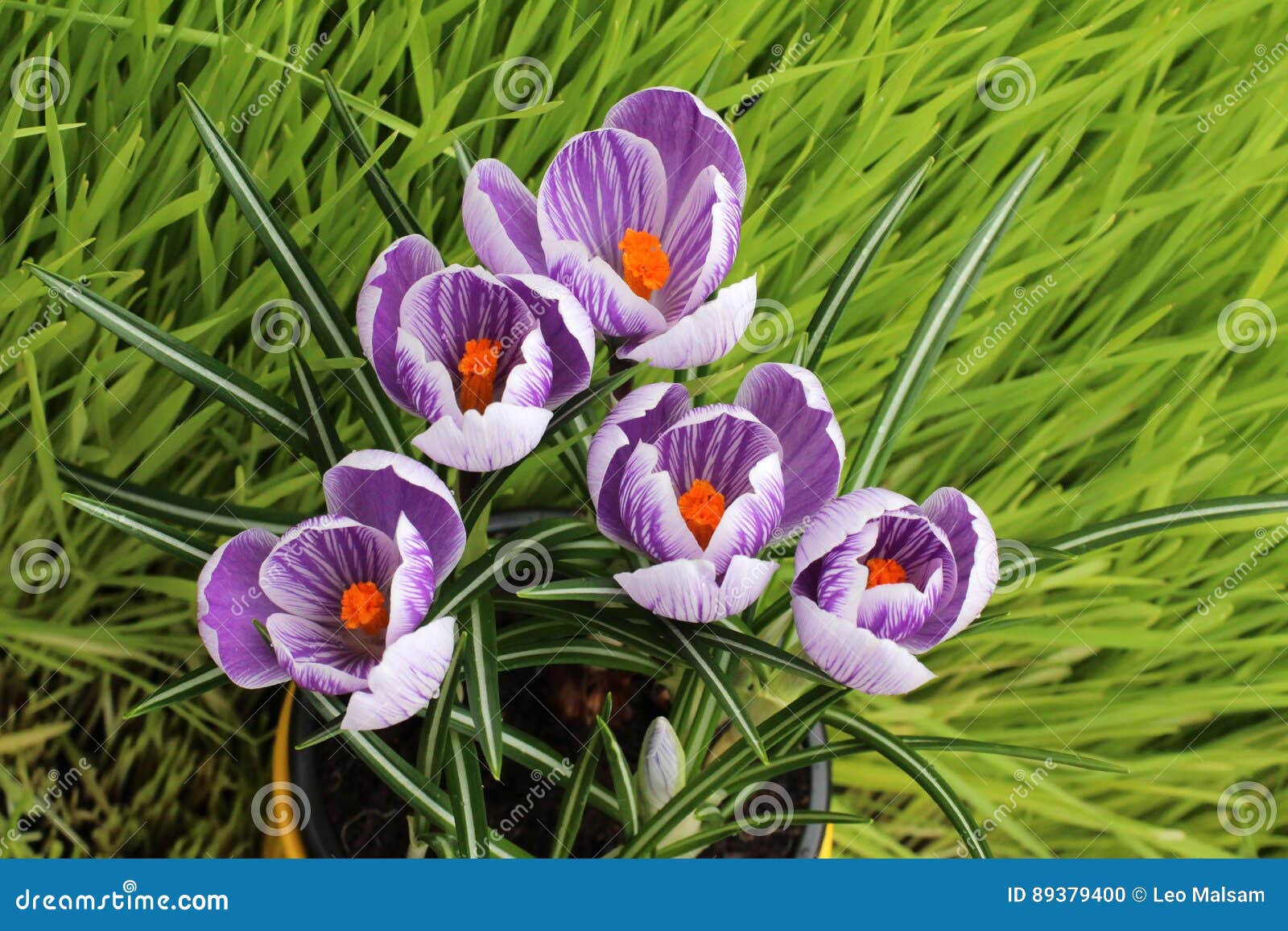 Crocuses stock photo. Image of green, sepal, field, flora - 89379400