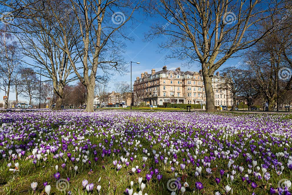 Crocuses on Harrogate Stray Stock Photo - Image of crocus, beauty: 45884144