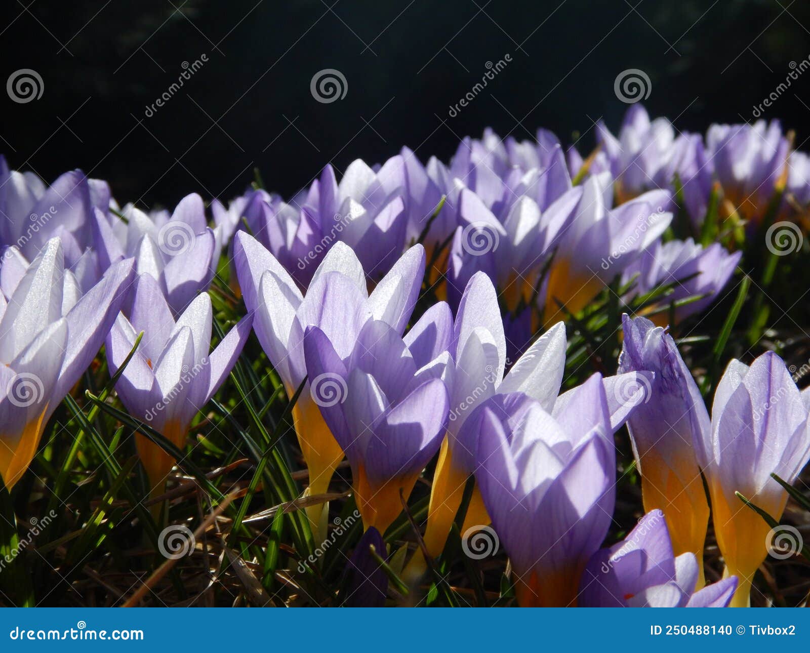 Crocuses in the Morning Sun Stock Photo - Image of petal, morning ...