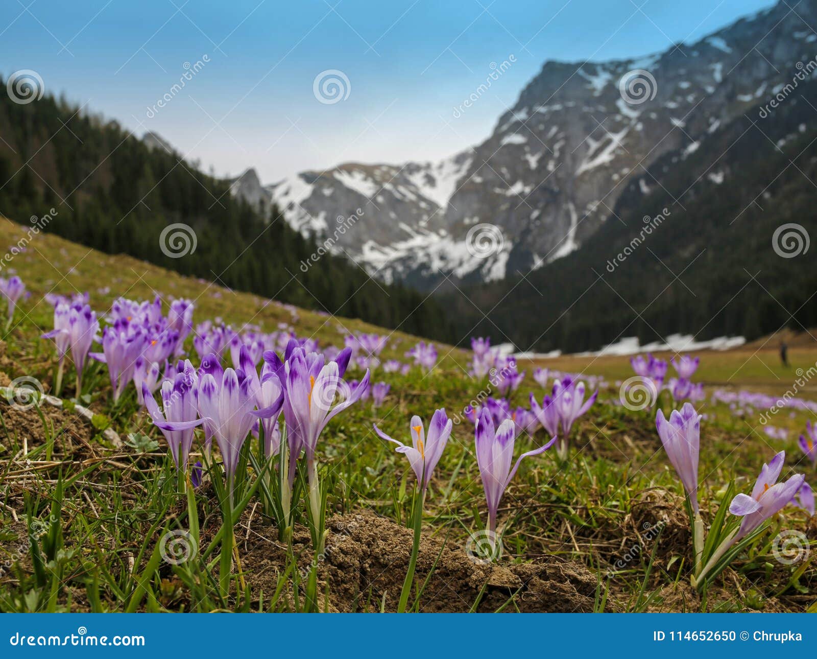Crocuses on a Mountain Glade Stock Photo - Image of grass, crocus ...