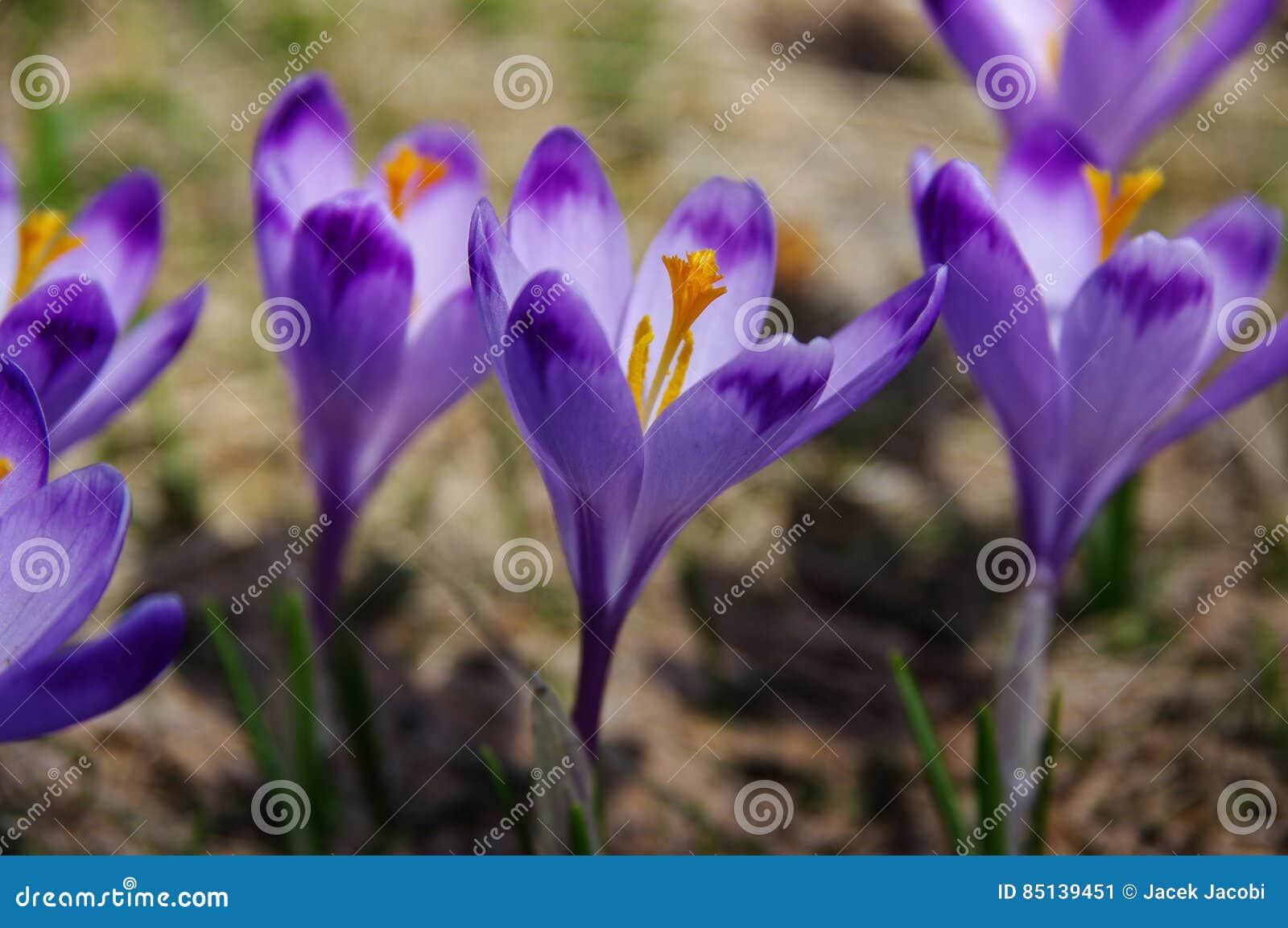 Crocuses on a Mountain Meadow Stock Image - Image of beautiful, nature ...