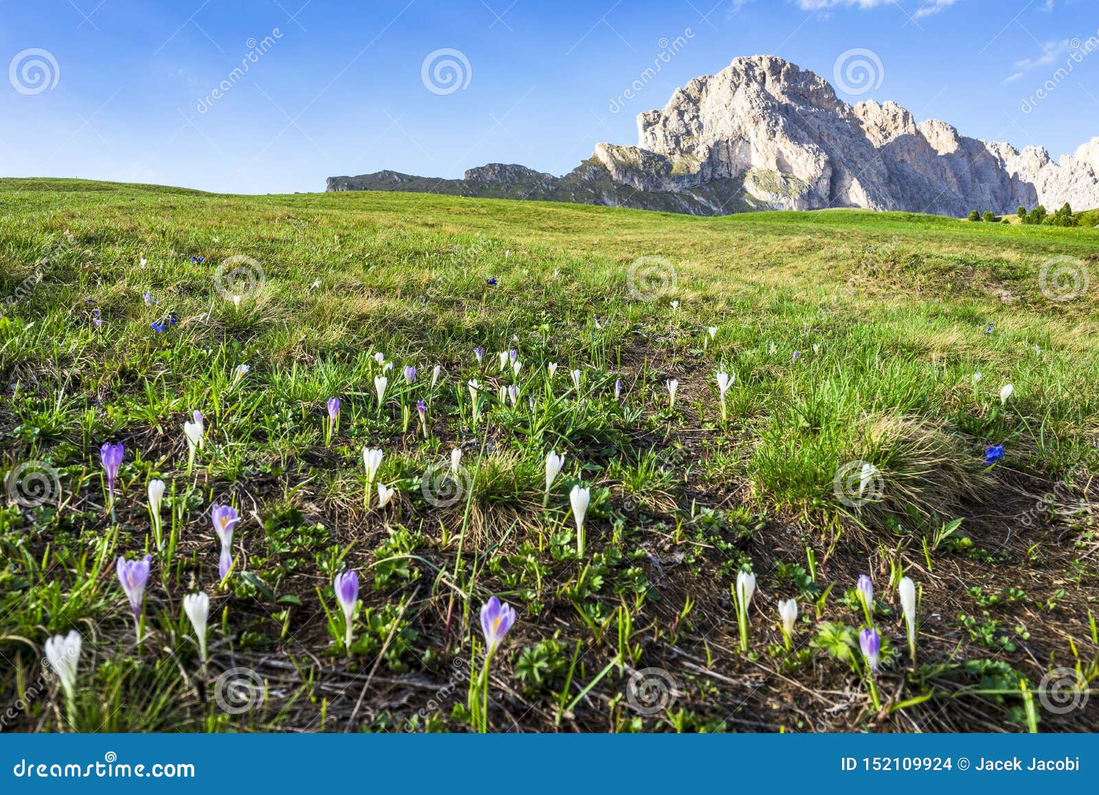 Crocuses on a Mountain Meadow Under the Seceda Peak. Dolomites, Italy ...