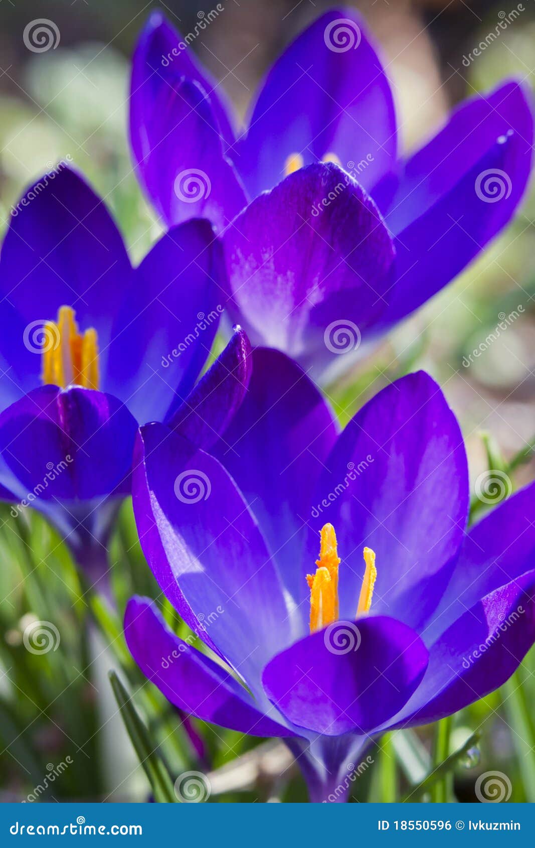 Crocuses Opening Their Flowers at Early Spring Stock Photo - Image of ...