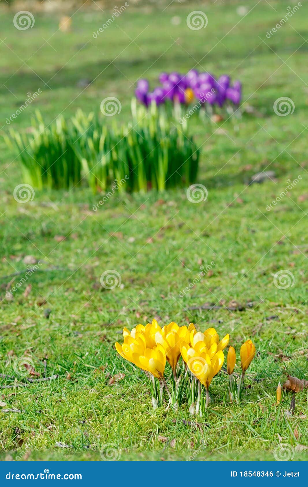 Crocuses on Park Lawn at Spring Stock Photo - Image of field, petal ...