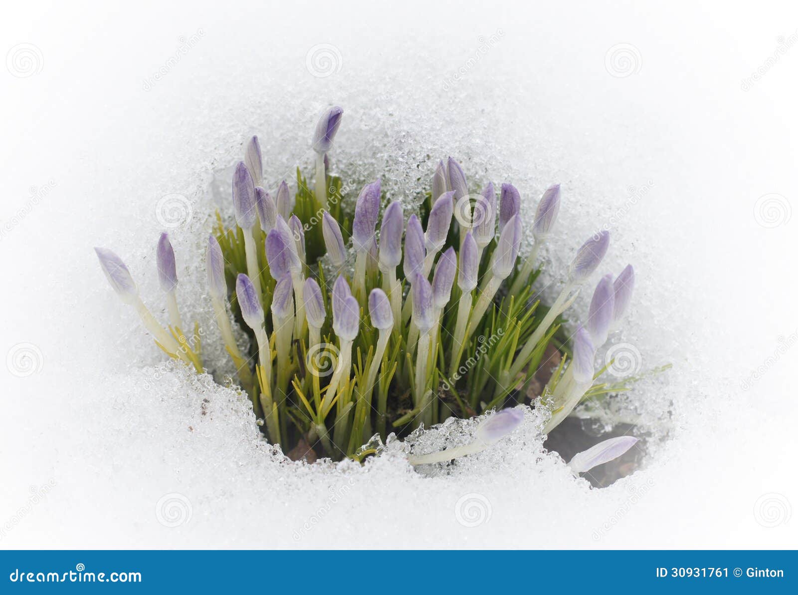 Crocuses in the snow stock image. Image of flowerbed - 30931761