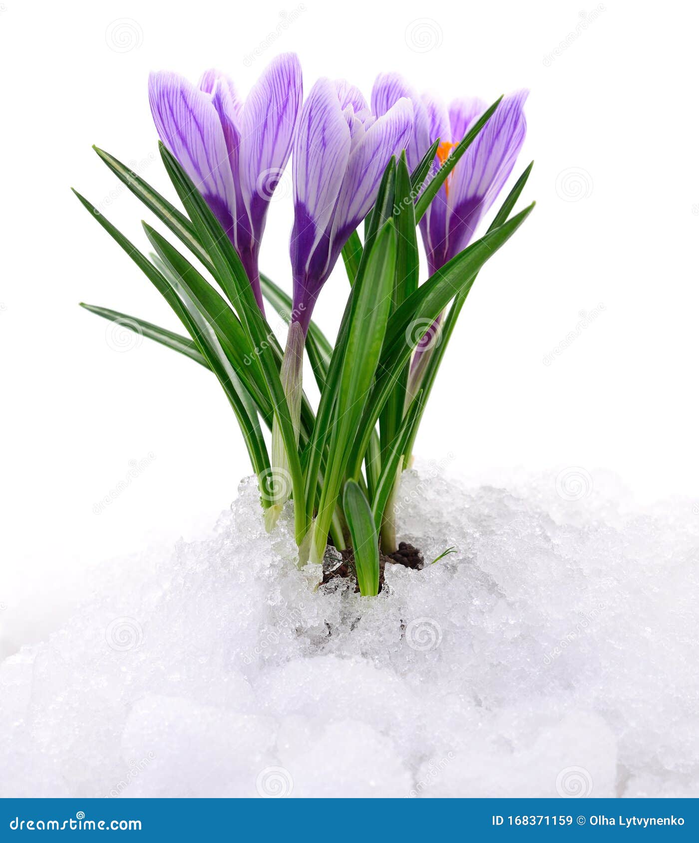 Crocuses and snow stock image. Image of spring, beauty - 168371159