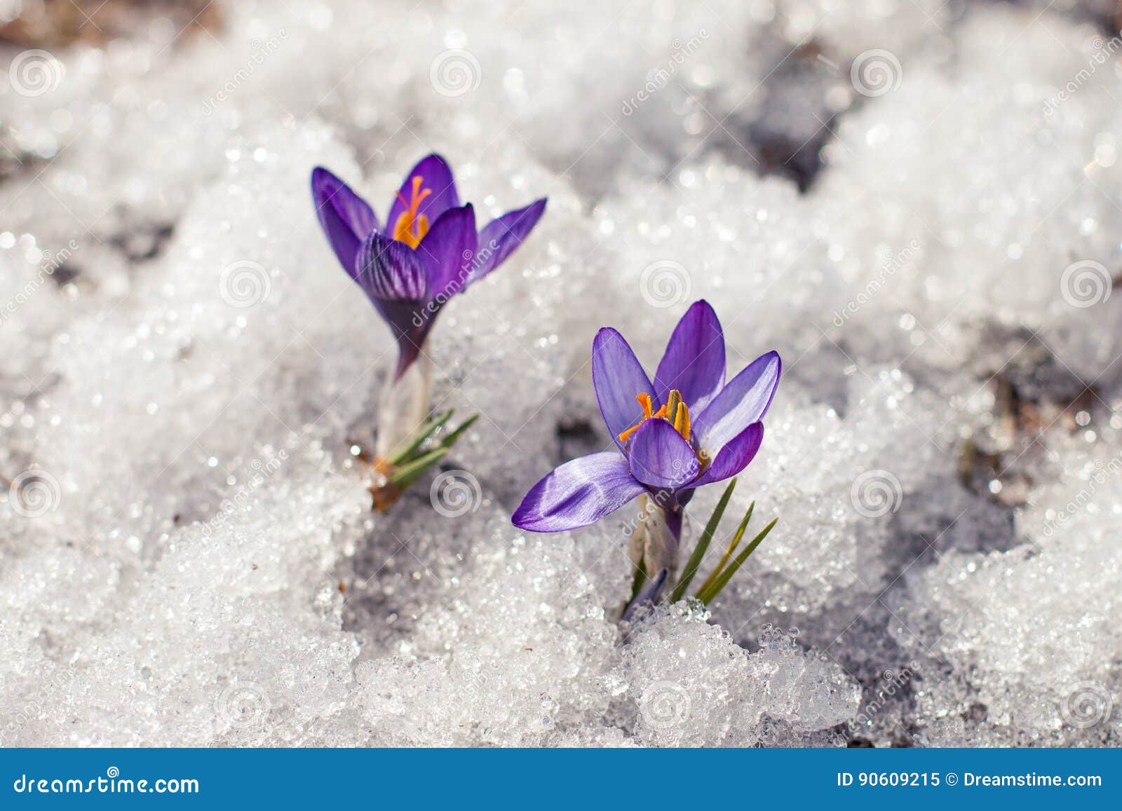 Crocuses in the snow stock image. Image of field, forest - 90609215