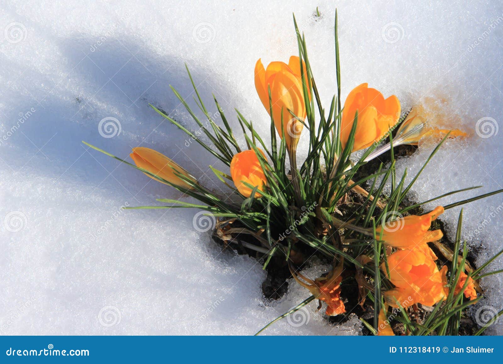Crocuses in the snow. stock image. Image of leaves, home - 112318419