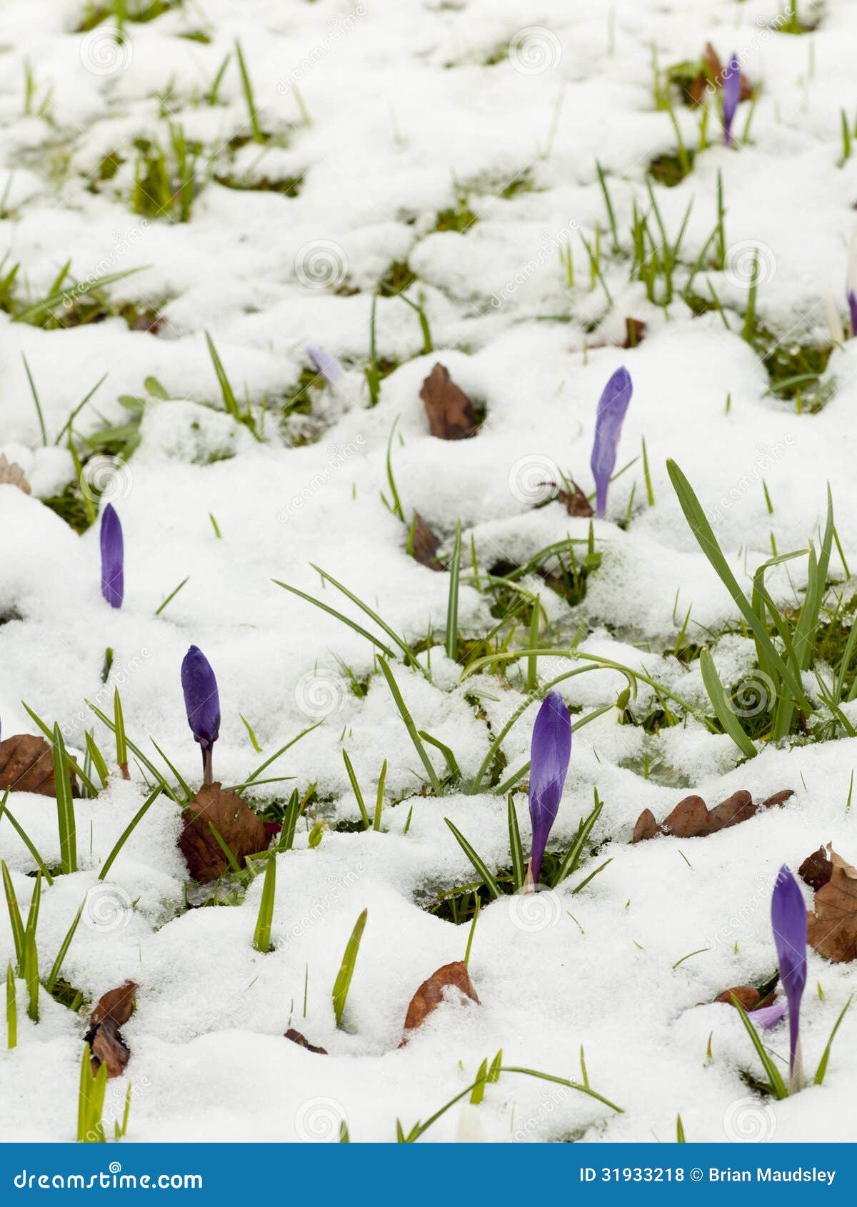 Crocuses in the snow stock photo. Image of seasonal, grow - 31933218