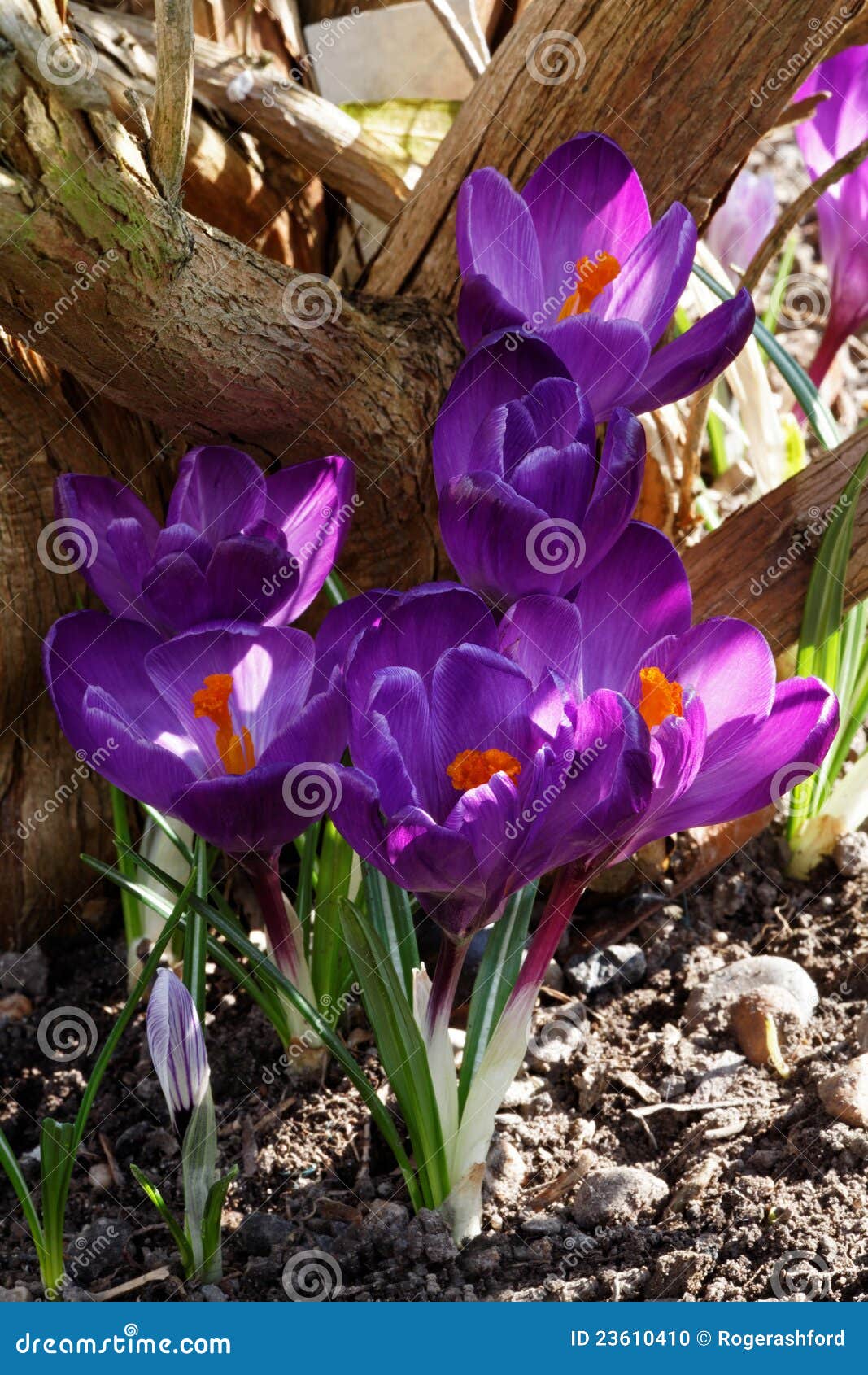 Crocuses in Spring stock photo. Image of detail, light - 23610410