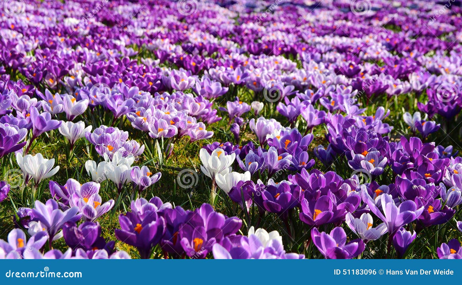 Crocuses in spring stock photo. Image of seasonal, lilac - 51183096