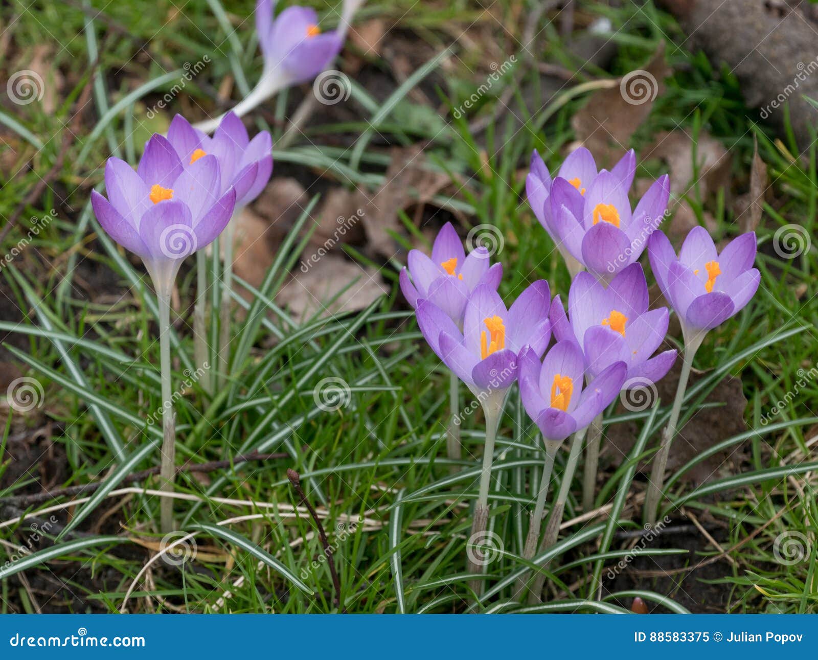 Crocuses in Spring. Crocuses. Flowers in Spring Stock Image - Image of ...