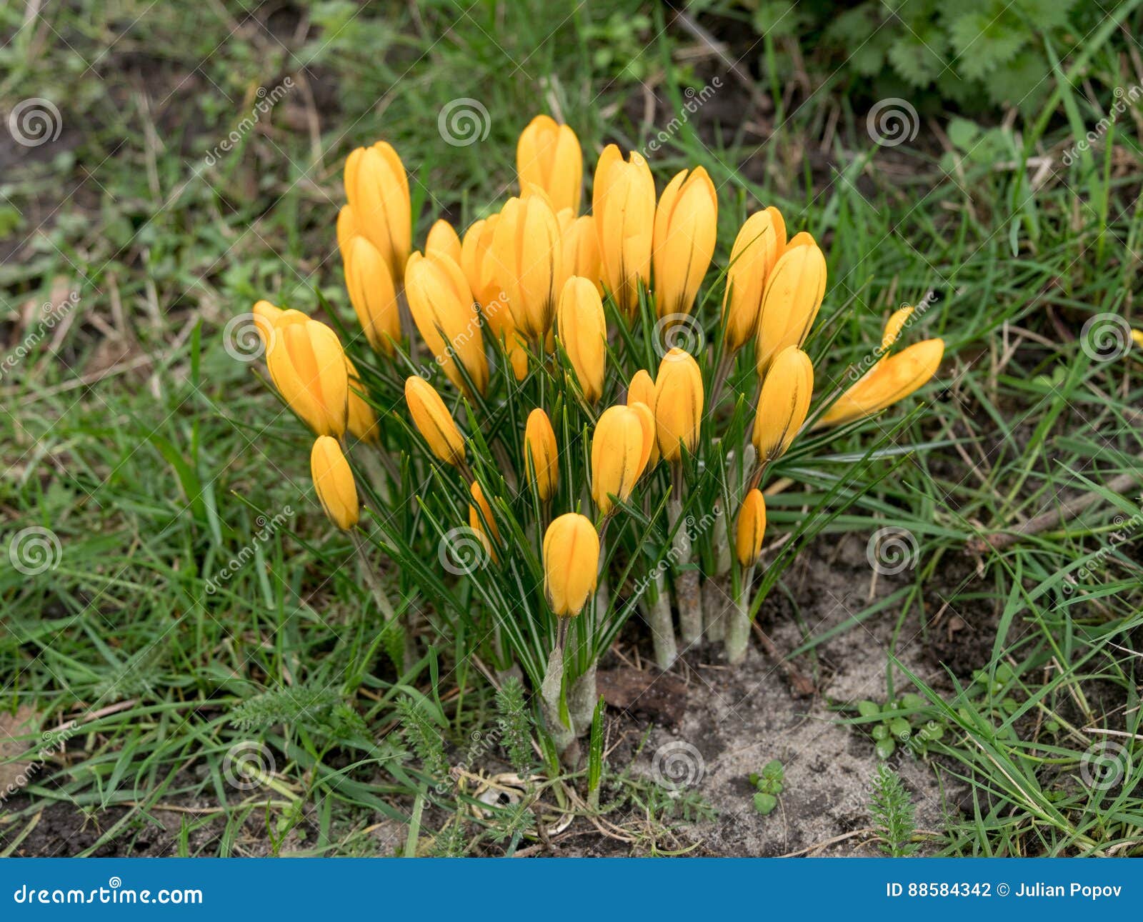 Crocuses in Spring. Crocuses. Flowers in Spring Stock Photo - Image of ...