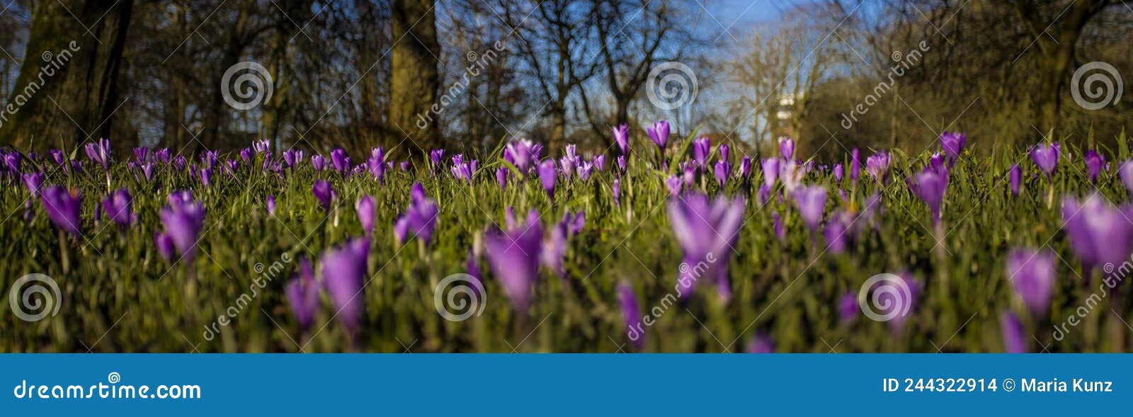 Crocuses In Spring Stock Photography | CartoonDealer.com #88983512