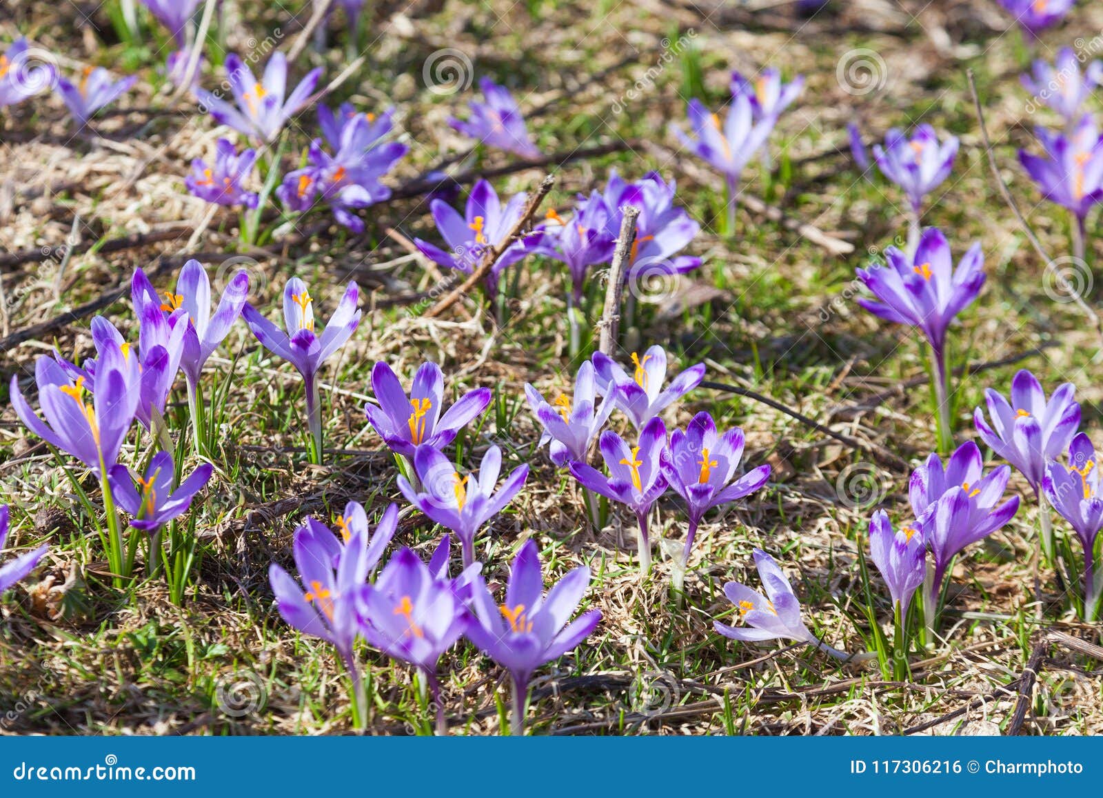 Crocuses. Spring flowers stock photo. Image of nature - 117306216